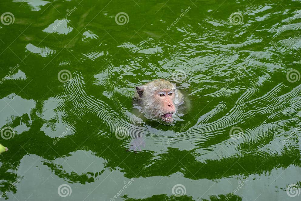A monkey is swimming. stock image. Image of ducks, background - 256657939