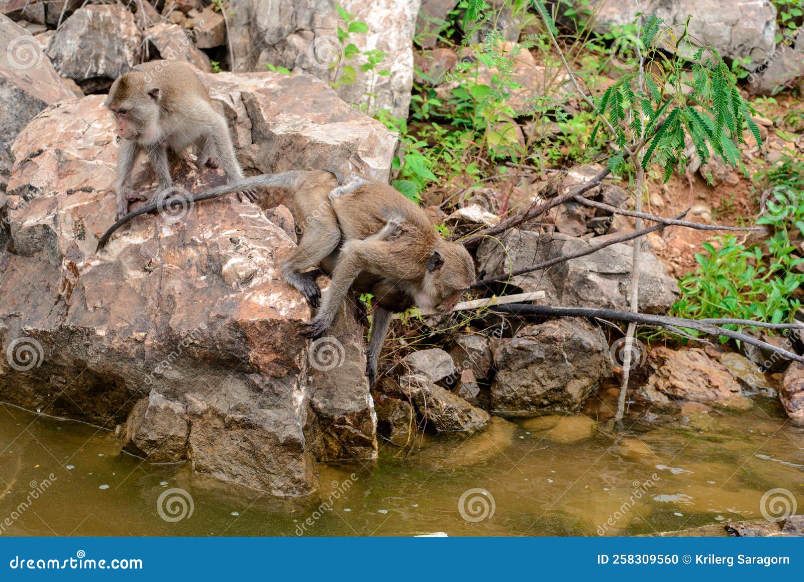 A Monkey is Swimming in Reservoir Stock Photo - Image of background ...