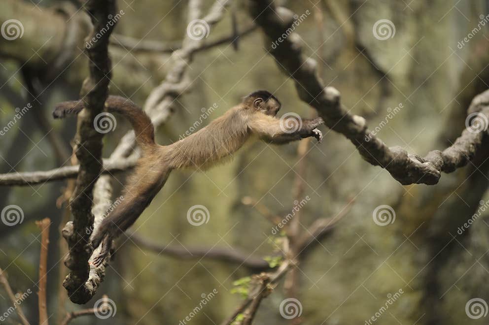 Monkey swinging stock photo. Image of africa, cute, primate - 11250244