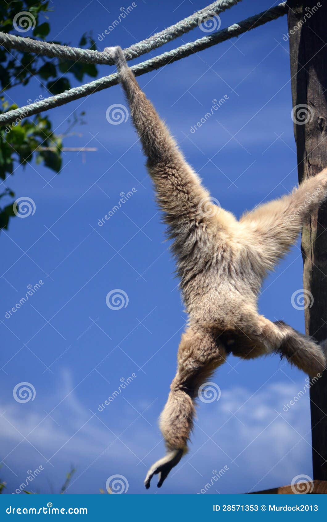 Monkey swinging stock image. Image of borneo, nature - 28571353