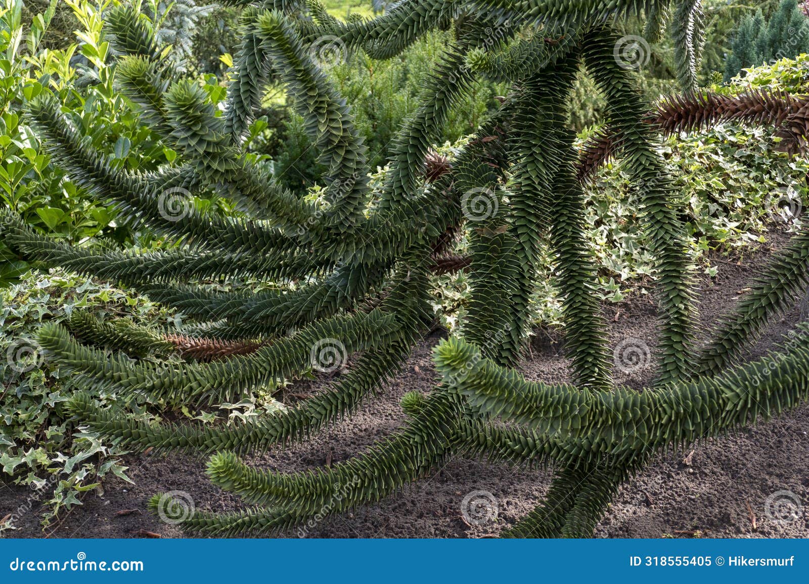 Monkey Tail Tree with Spiny, Curved Branches Stock Image - Image of ...