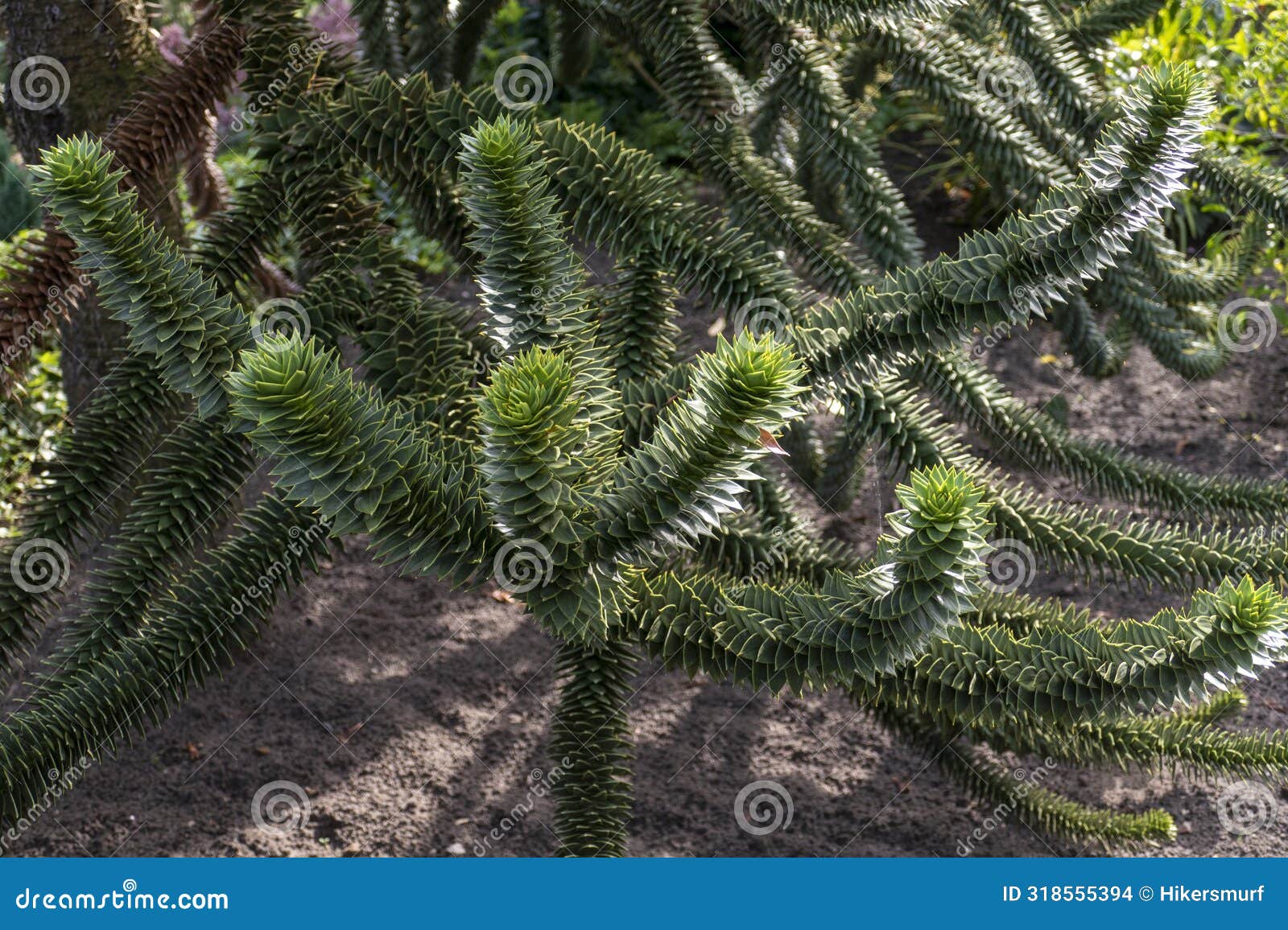 Monkey Tail Tree with Spiny, Curved Branches Stock Photo - Image of ...