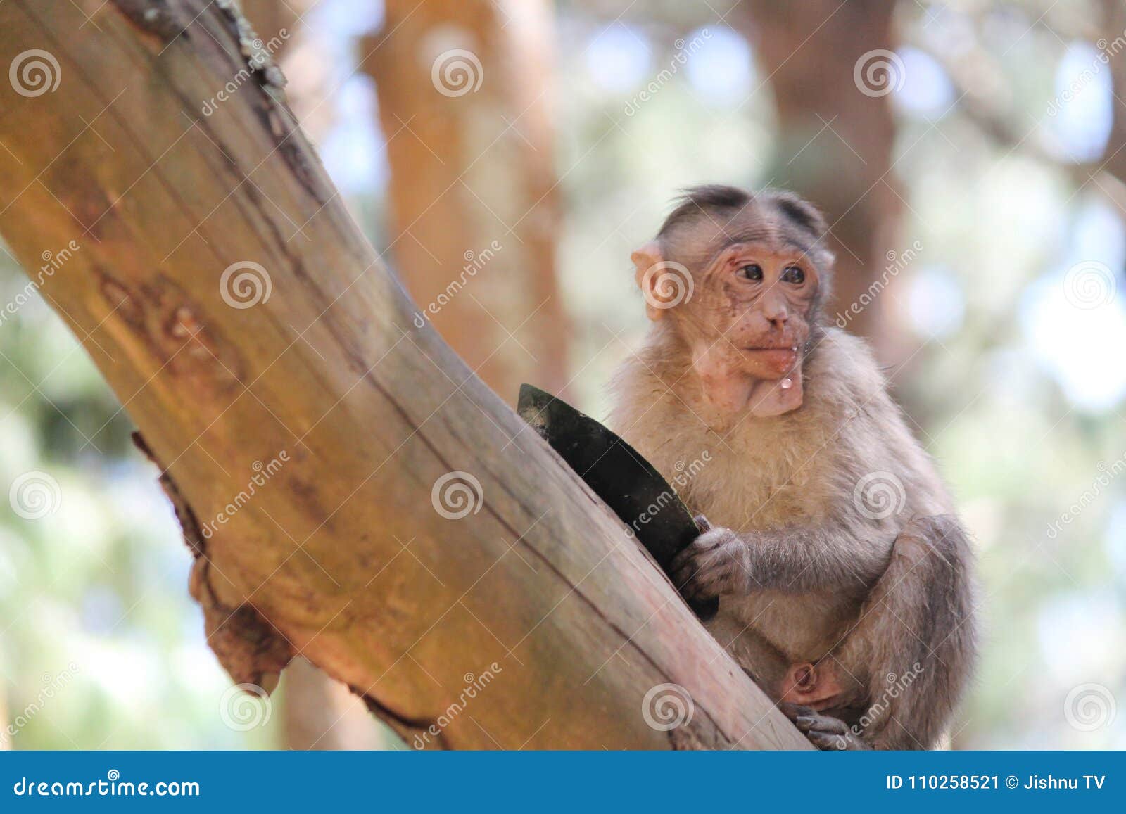Monkey stock image. Image of ooty, monkey, wildlife - 110258521