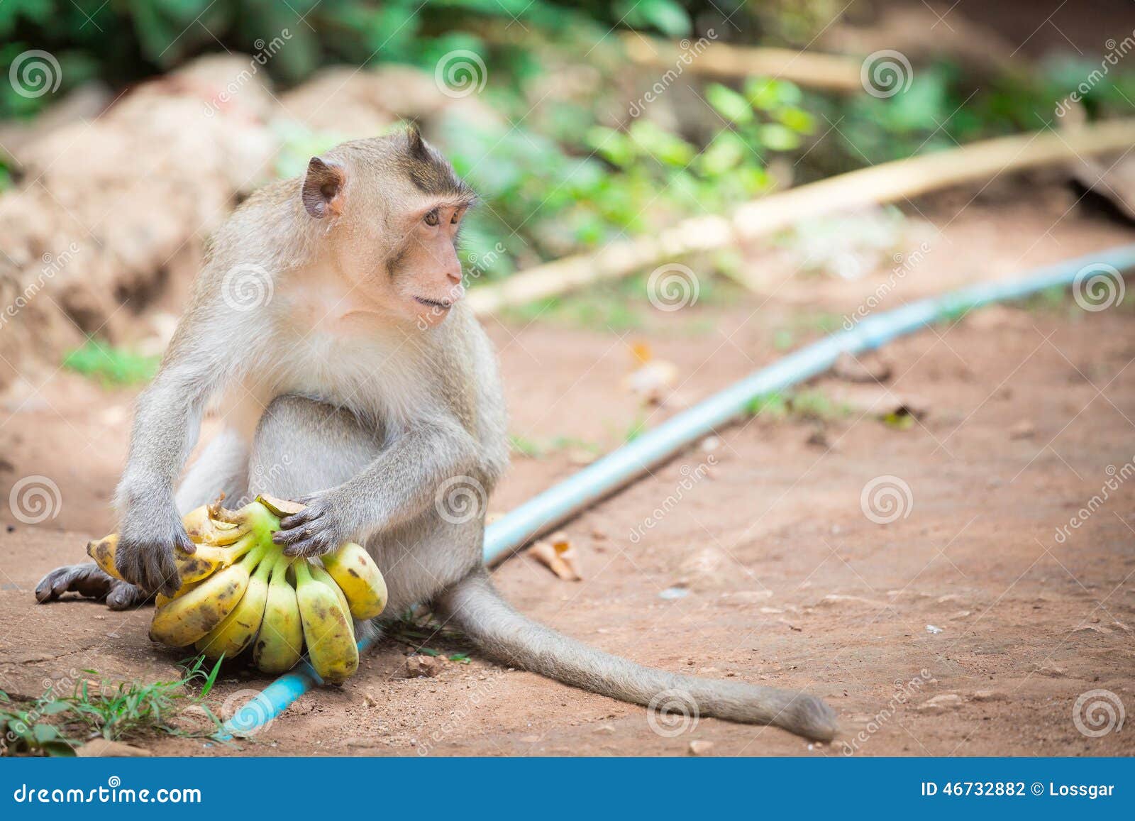 Monkey Takes a Bunch of Bananas Stock Photo - Image of thailand, park ...