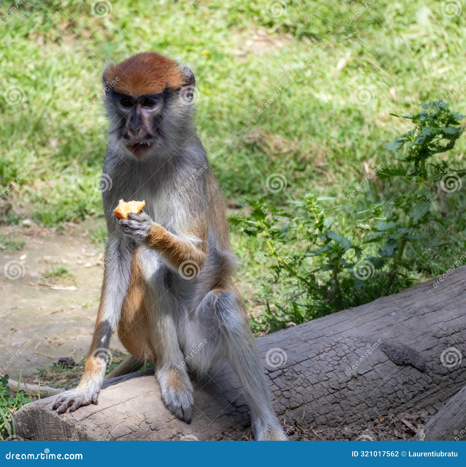 The Monkey Takes a Snack Break Sitting on a Log As a Bench Stock Photo ...