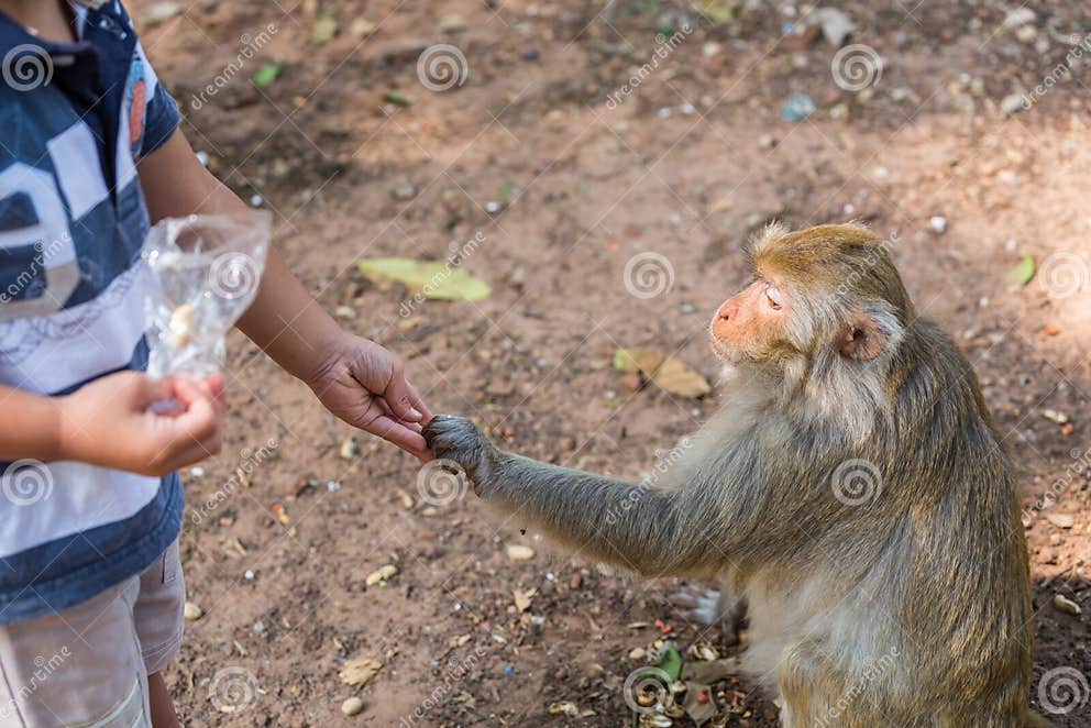 Monkey Taking Food from Boy Hand Stock Image - Image of nature, kind ...