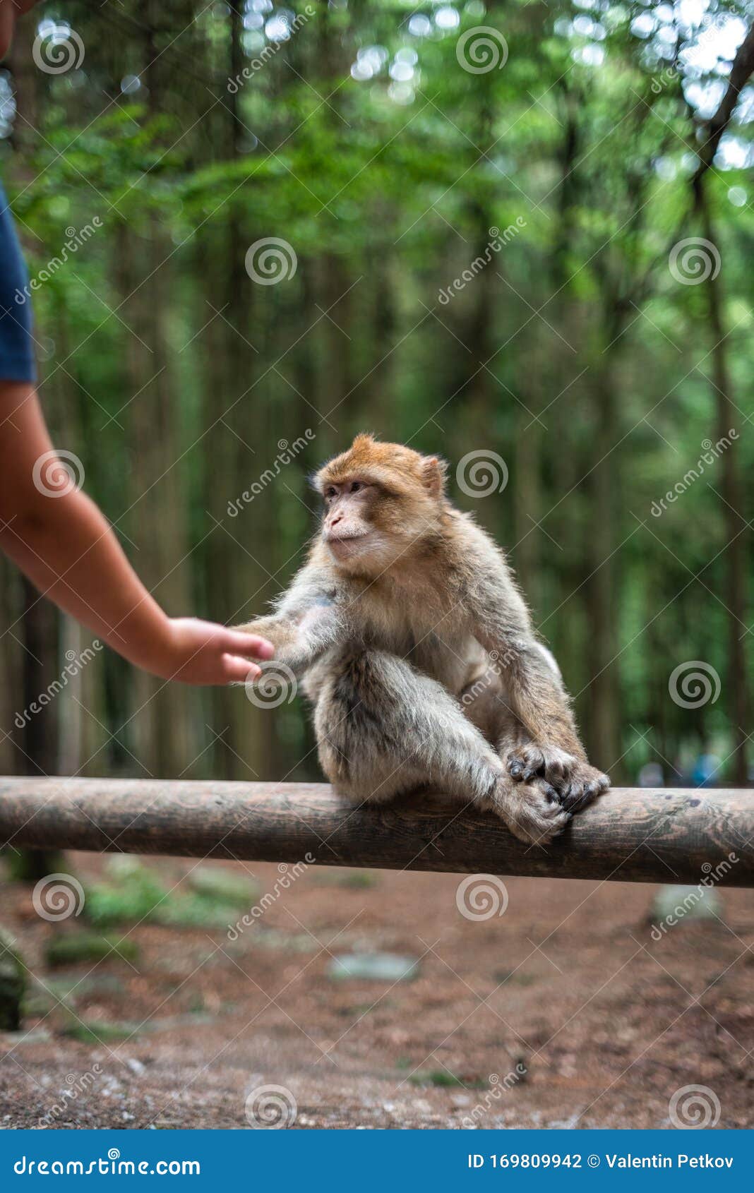 Monkey Taking Food from Human Hand Woman Feeding Monkey Forest Germany ... Monkey Taking Food from Human Hand Woman Feeding Monkey Forest Germany ...