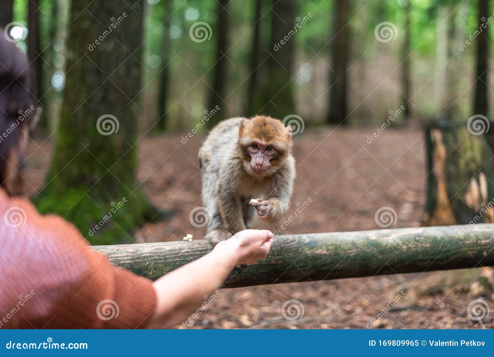 Monkey Taking Food from Human Hand Woman Feeding Monkey Forest Germany ... Monkey Taking Food from Human Hand Woman Feeding Monkey Forest Germany ...