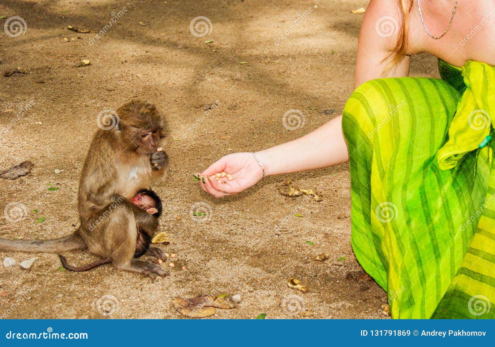 Monkey Taking Food from Human`s Hand Stock Image - Image of natural ... Monkey Taking Food from Human`s Hand Stock Image - Image of natural ...