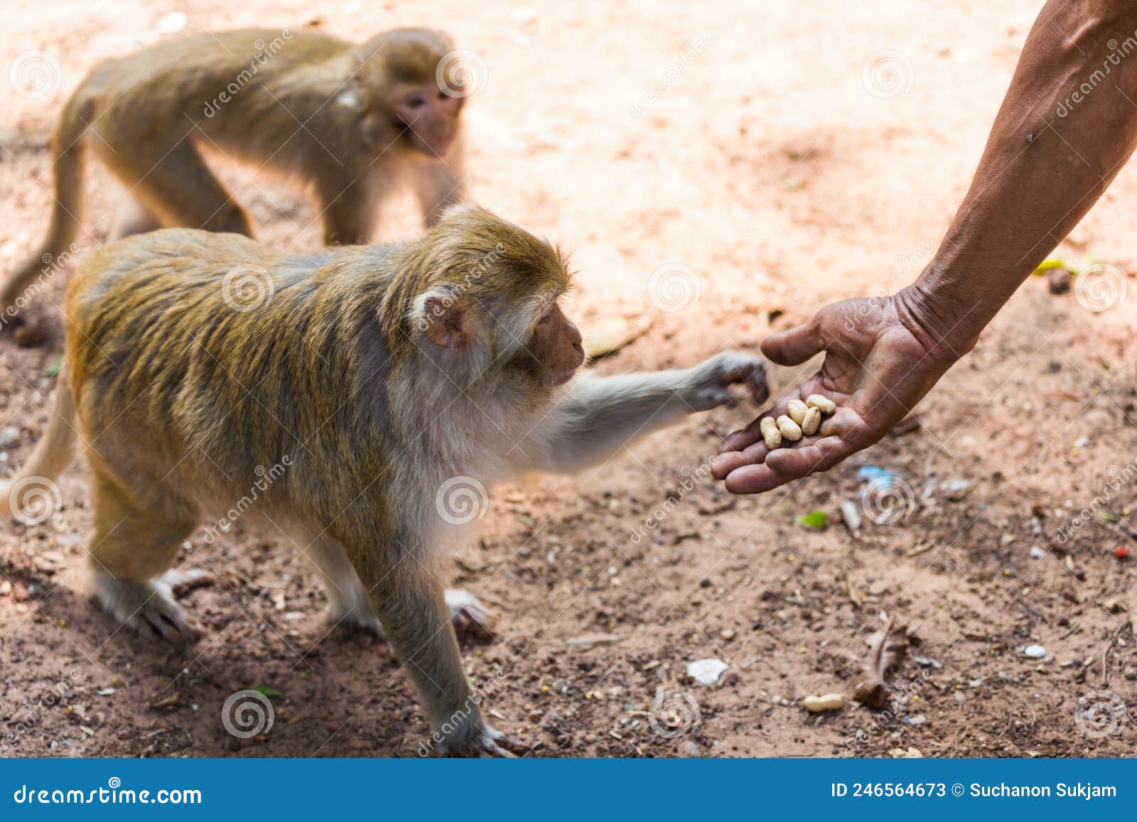 Monkey Taking Food from Human`s Hand Stock Image - Image of beautiful ...