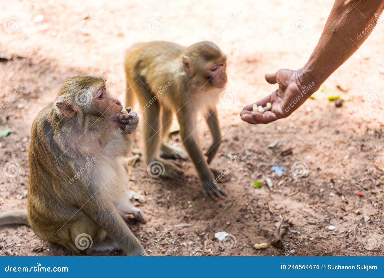 Monkey Taking Food from Human`s Hand Stock Photo - Image of natural ...