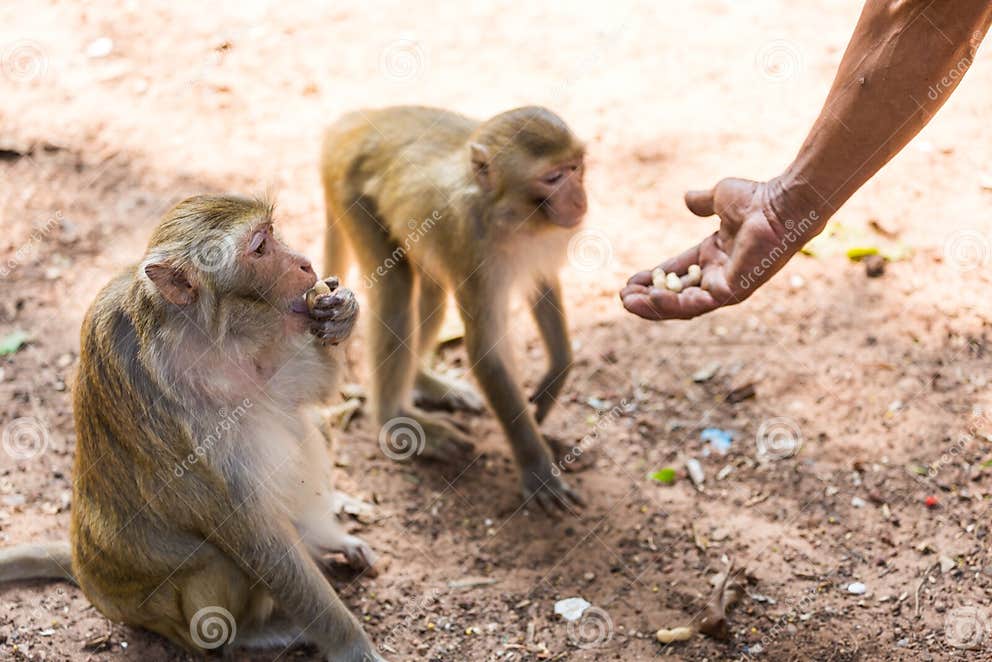 Monkey Taking Food from Human`s Hand Stock Photo - Image of natural ...