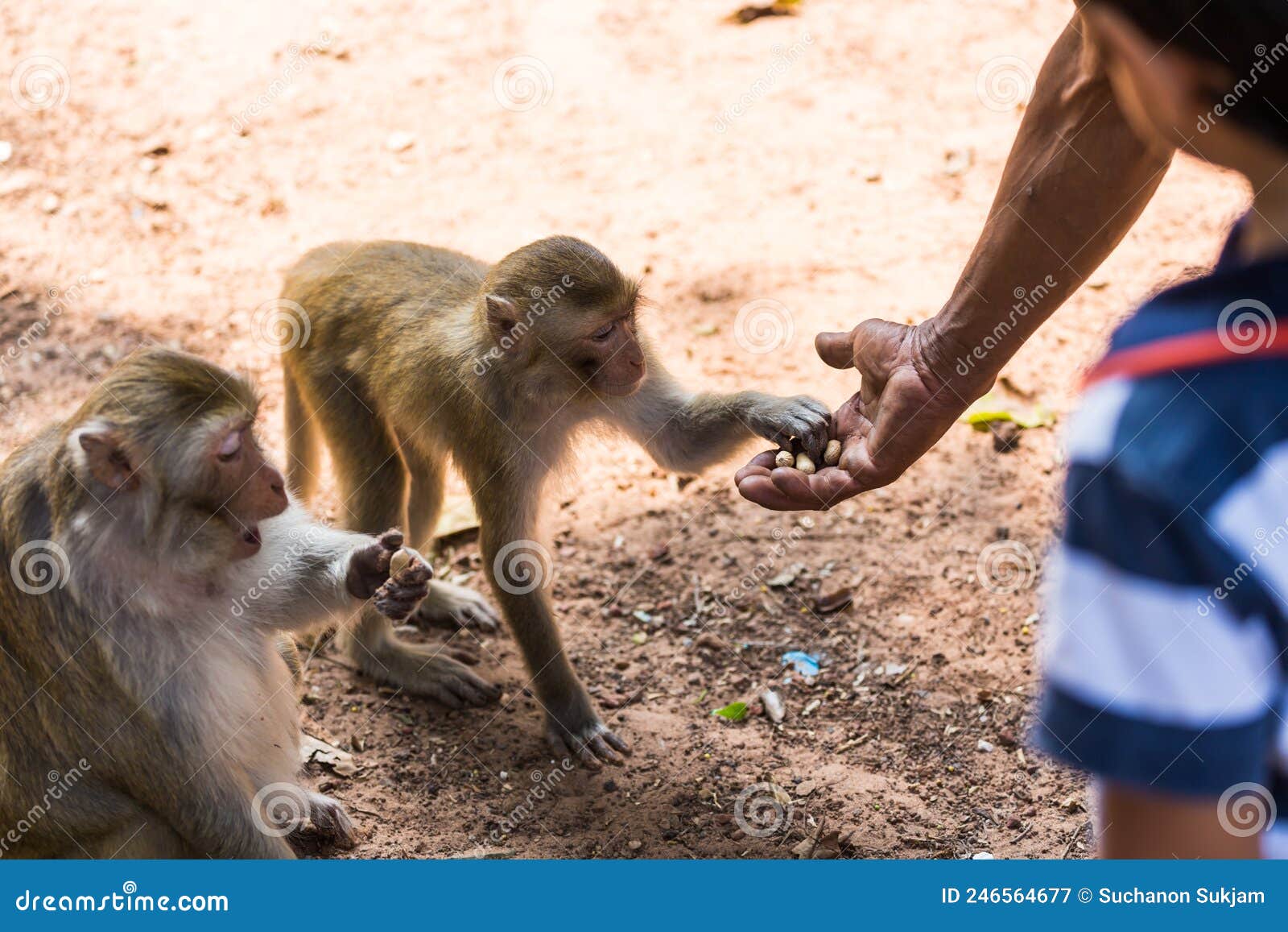 Monkey Taking Food from Human`s Hand Stock Image - Image of bridge ...