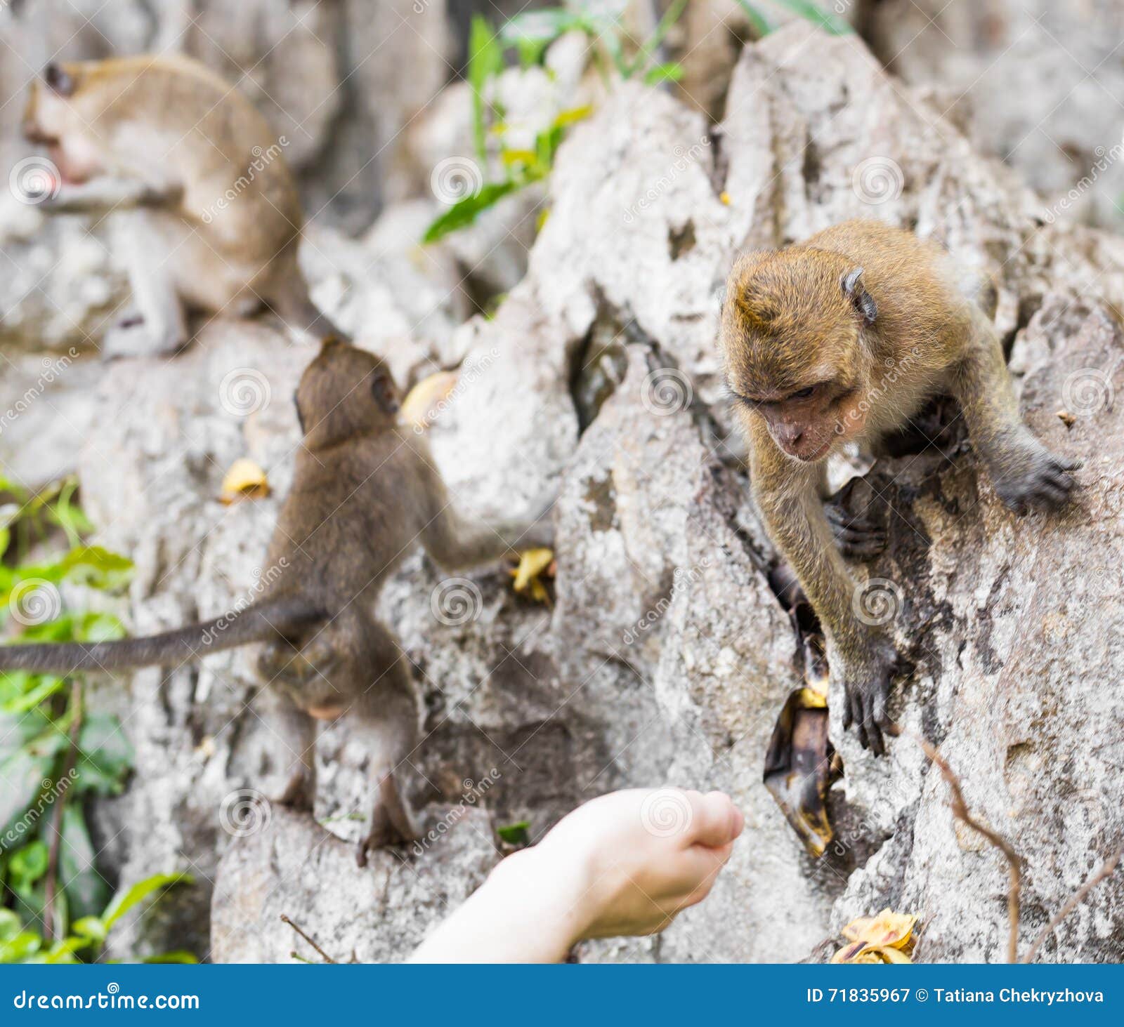 Monkey Taking Food from Human S Hand Stock Image - Image of single ...