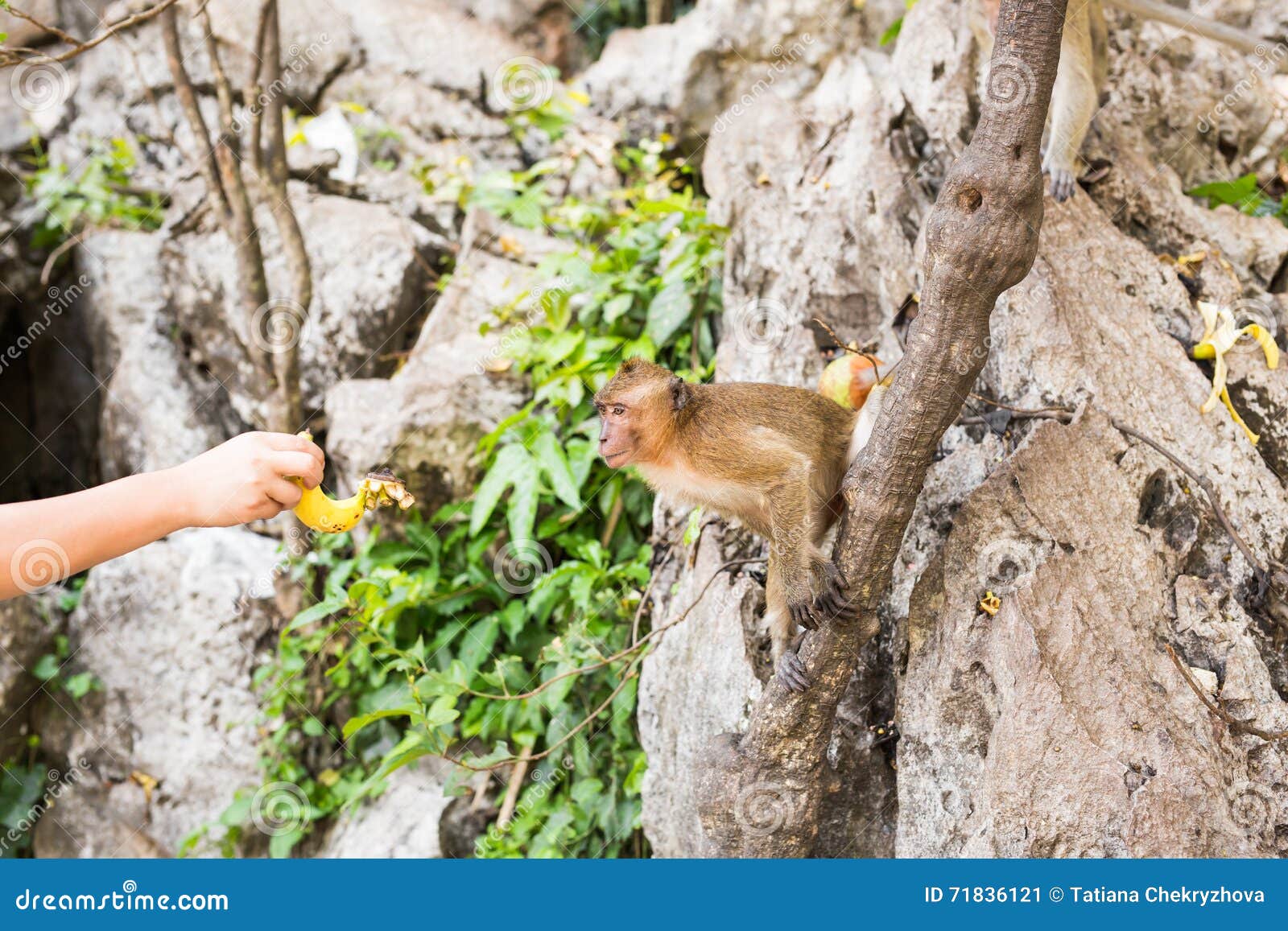 Monkey Taking Food from Human S Hand Stock Image - Image of fauna, grey ...