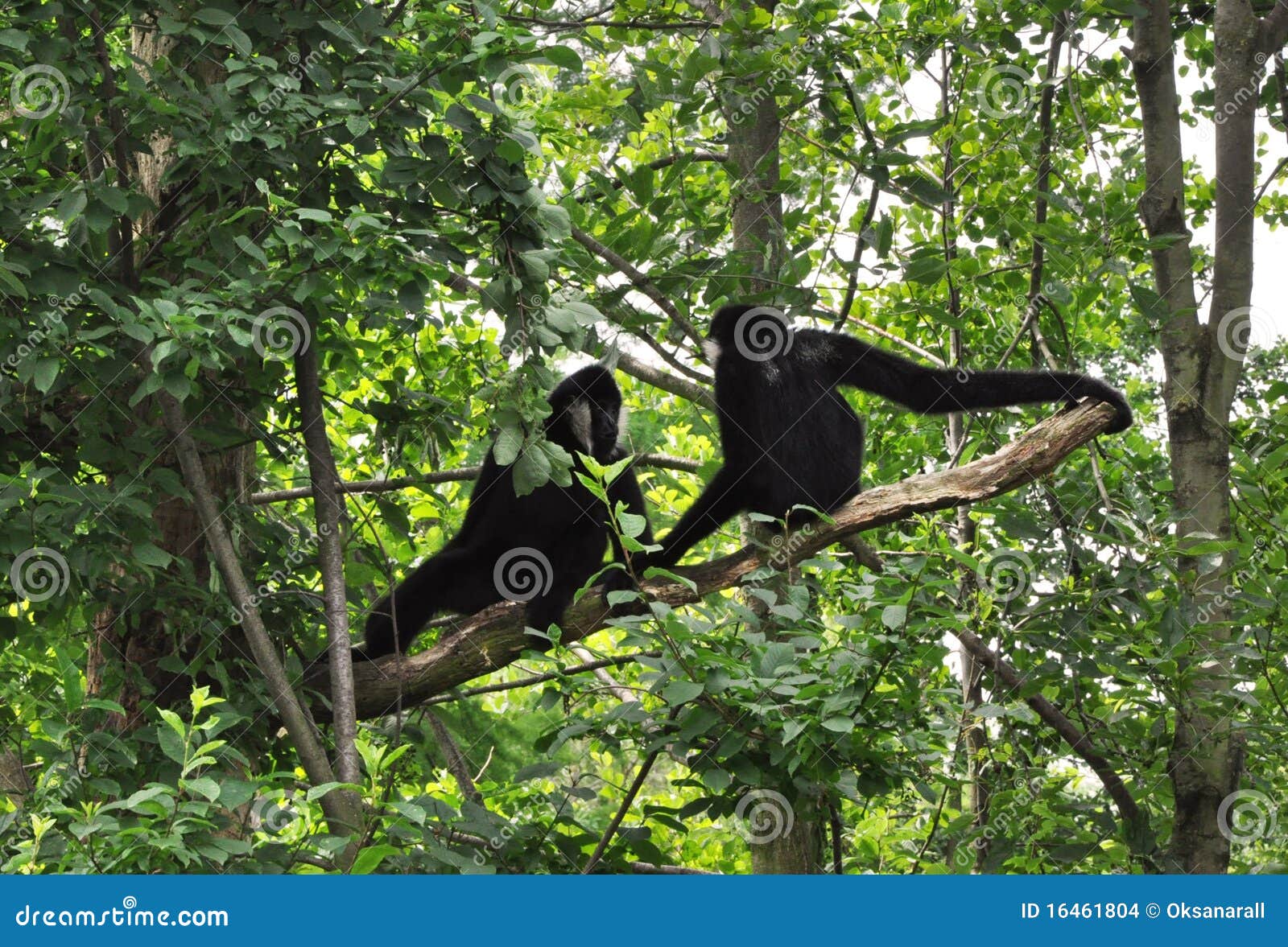 Monkey talk. stock photo. Image of tree, conversation - 16461804