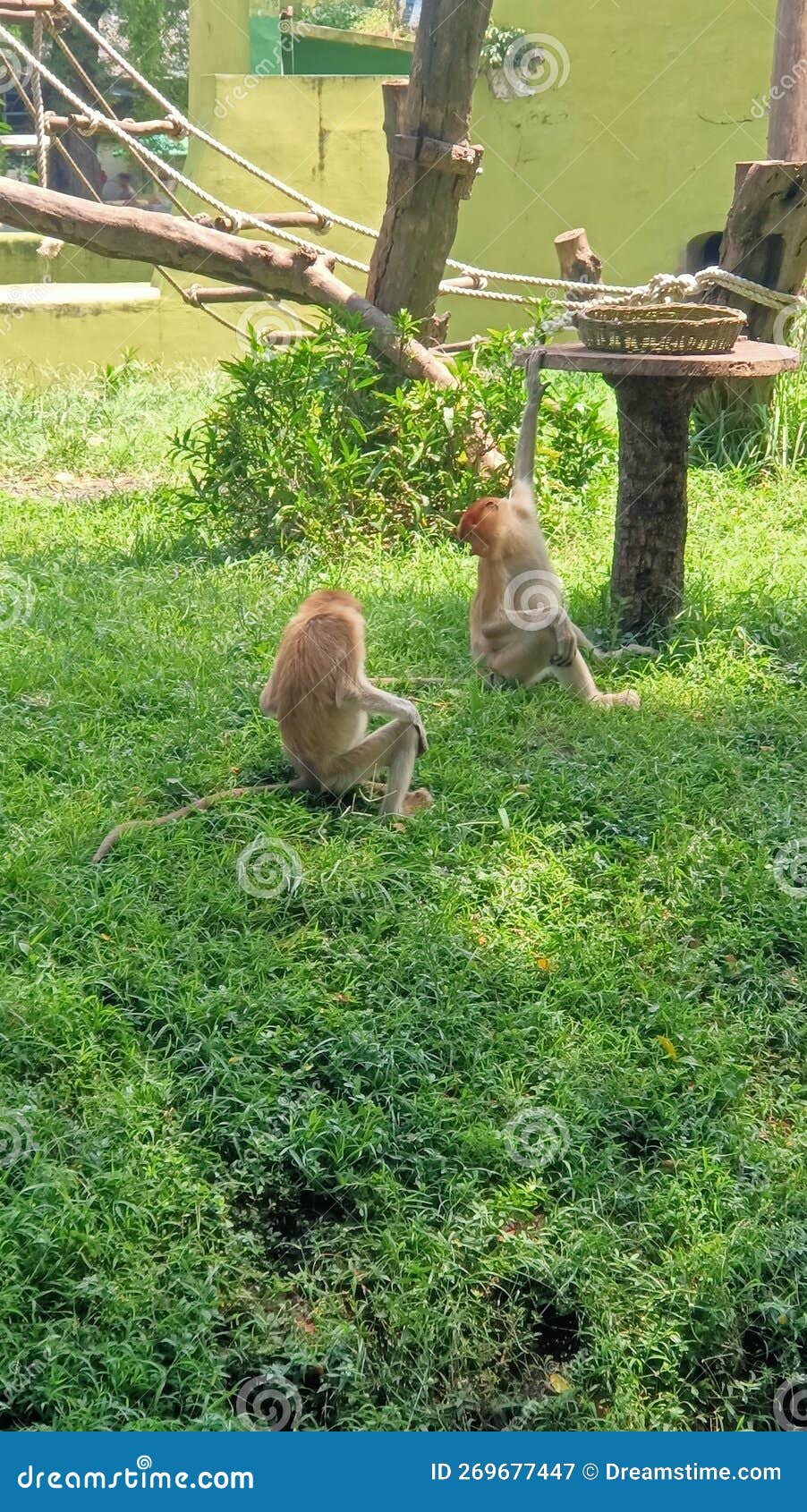 Monkey is Talking with His Friend Stock Image - Image of talking ...