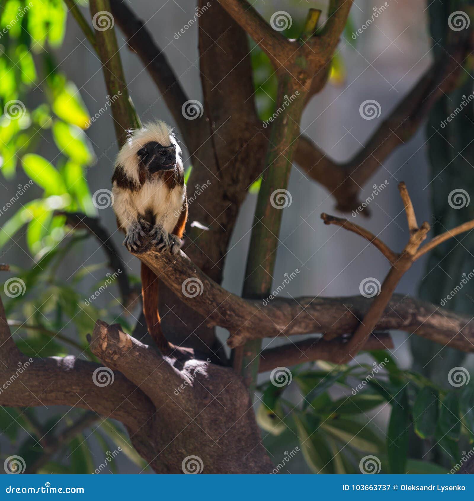 Monkey Tamarin Sitting on a Tree Stock Image - Image of primate, small ...