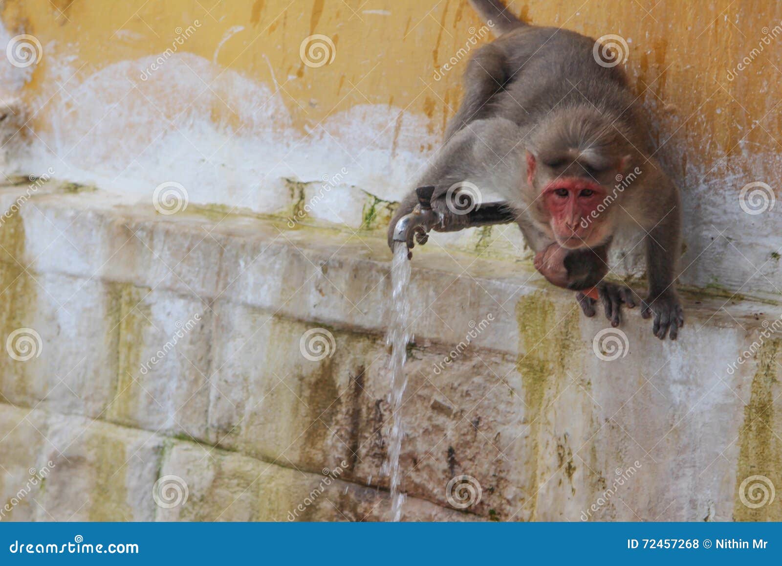 Monkey tap water stock photo. Image of child, hugs, cambodia - 72457268