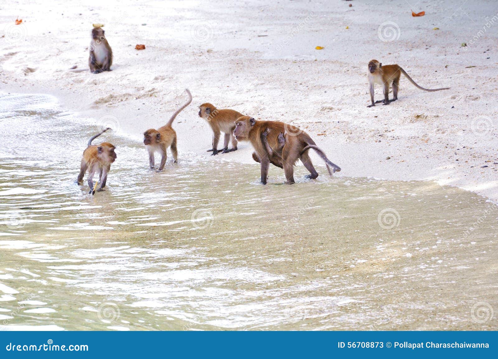 Team Monkey - Different Facial Expressions - Group Of Rhesus Macaque ...