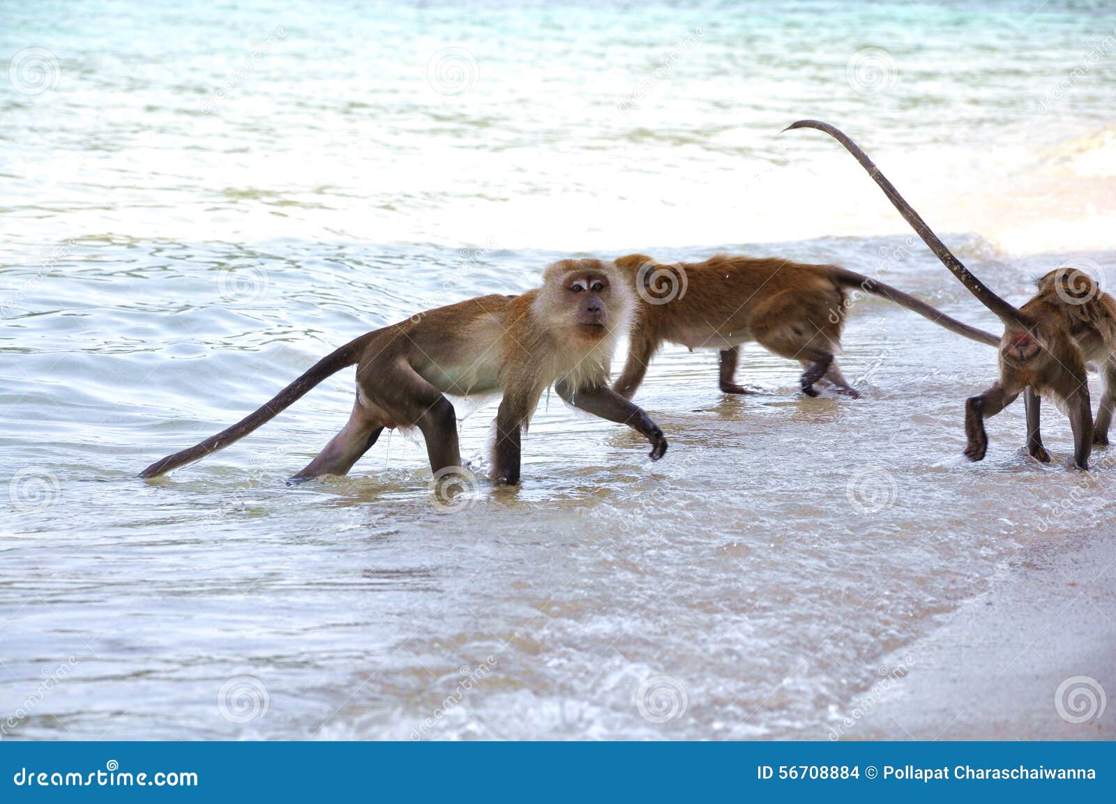 Team Monkey - Different Facial Expressions - Group Of Rhesus Macaque ...