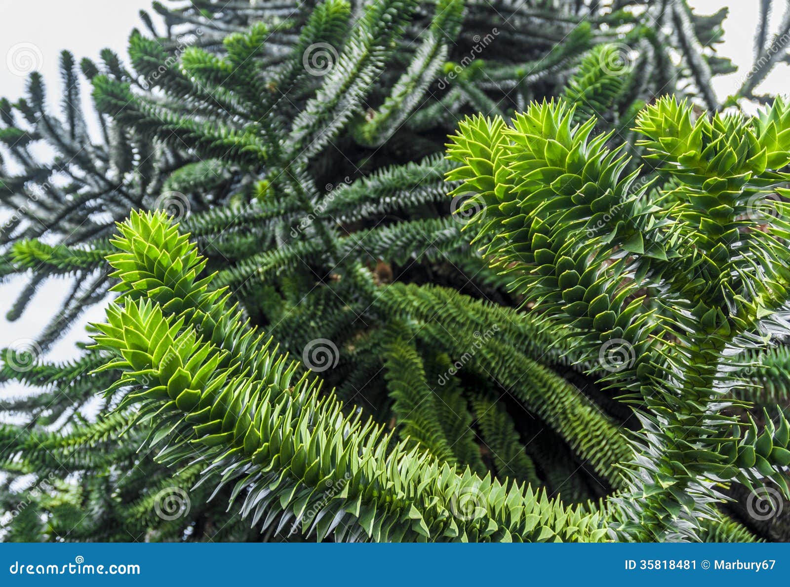 Monkey Tee stock image. Image of flora, tree, fractal - 35818481