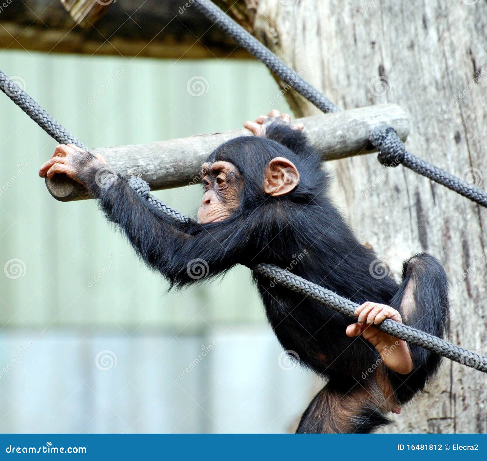 Monkey teen stock photo. Image of nature, mammal, teen - 16481812