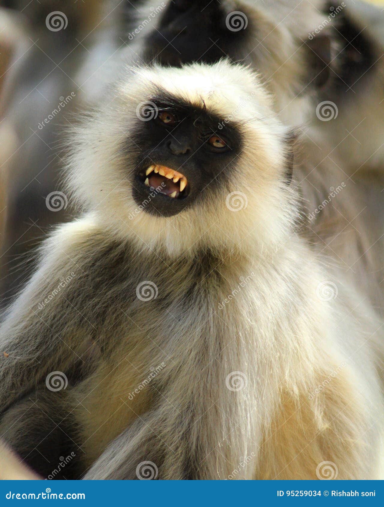 Monkey stock photo. Image of teeth, yellow, monkey, background - 95259034