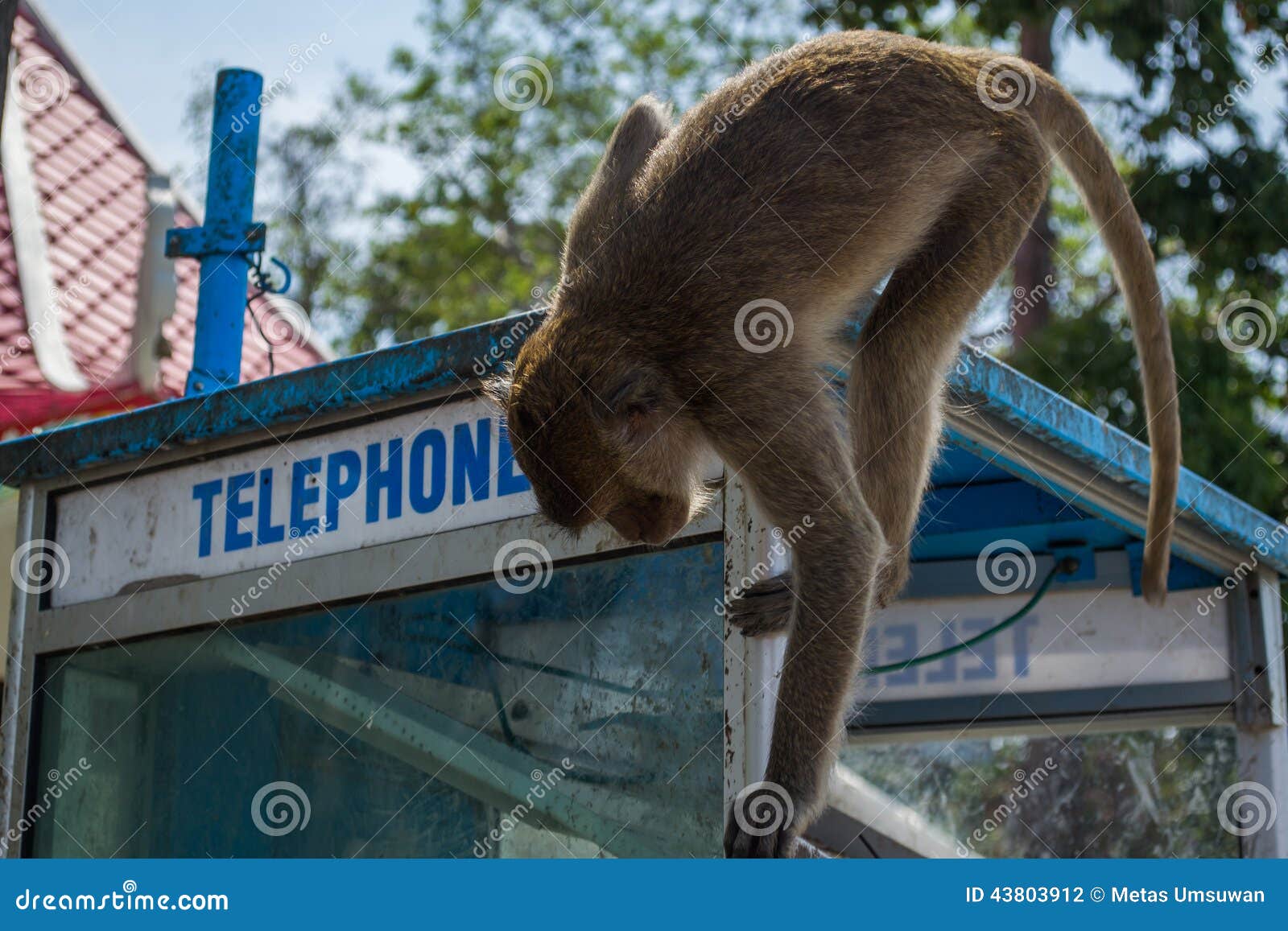 Monkey on telephone box stock photo. Image of nature - 43803912