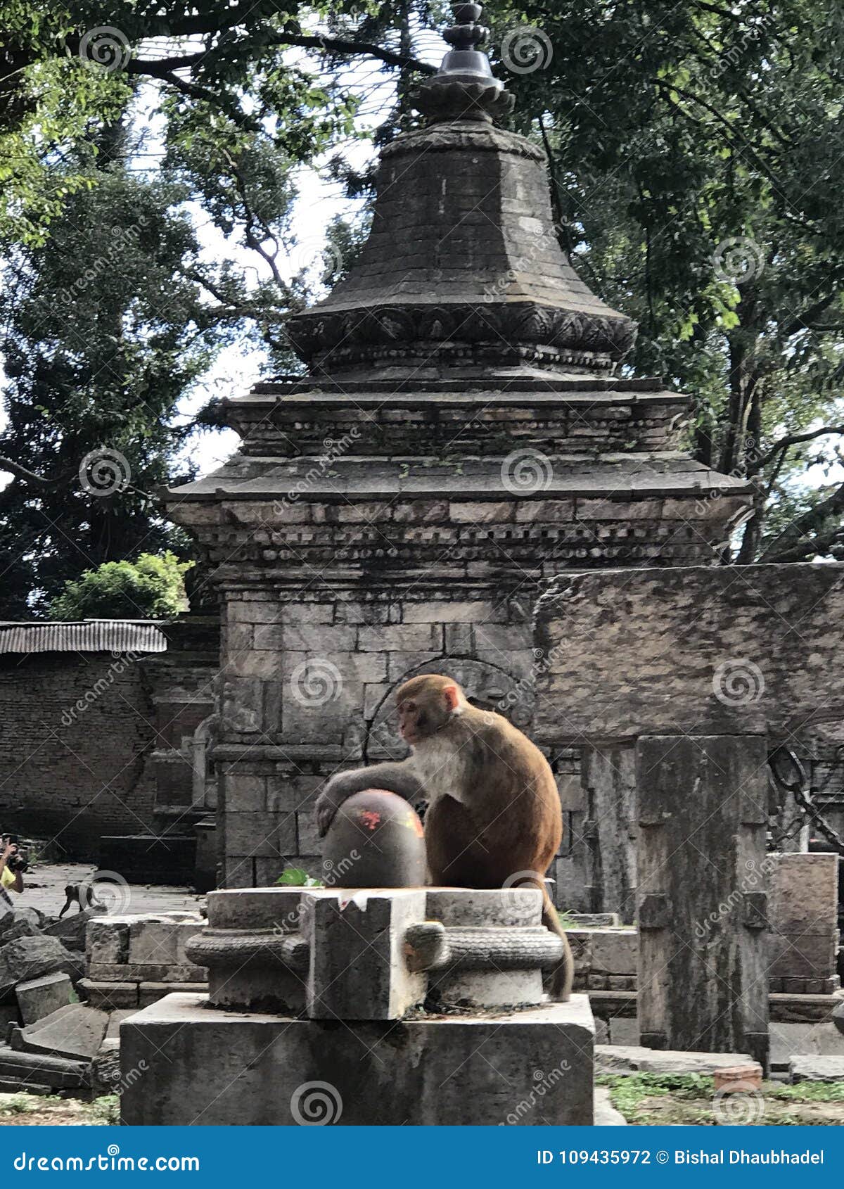 Monkey in the Temple stock photo. Image of peace, temple - 109435972