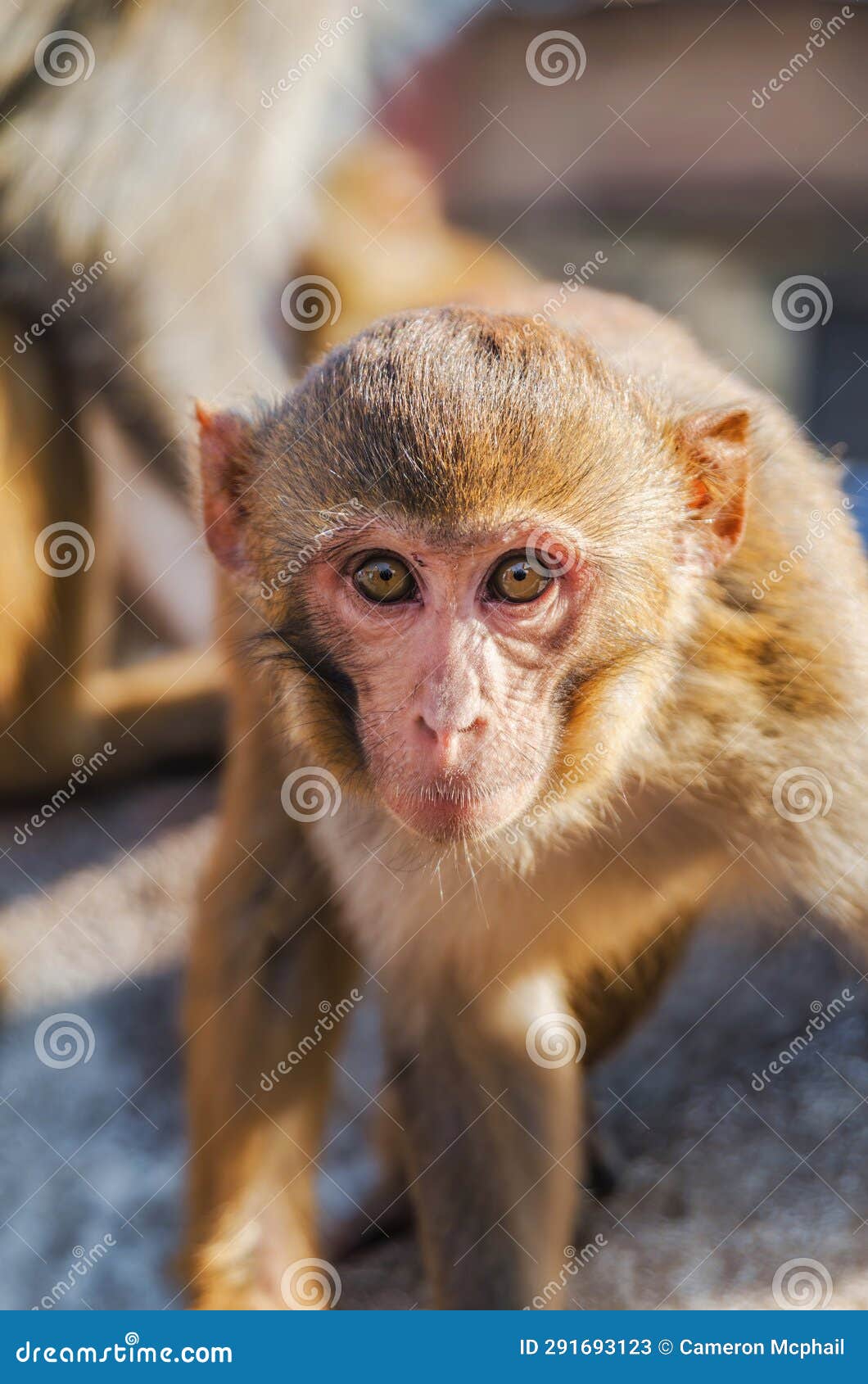 Portrait of a Monkey at the Monkey Temple, Kathmandu, Nepal Stock Image ...