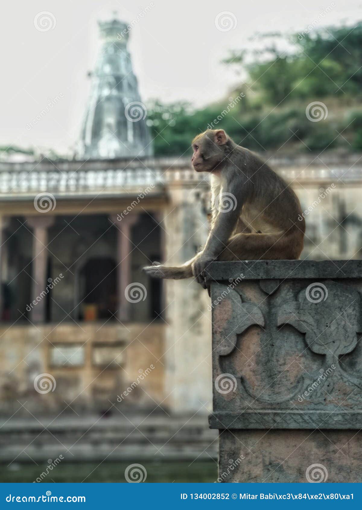 Monkey in the Temple stock photo. Image of temple, portrait - 134002852