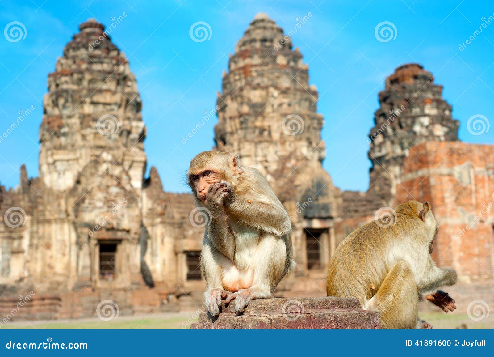 Monkey Temple stock photo. Image of ruin, lopburi, animal - 41891600