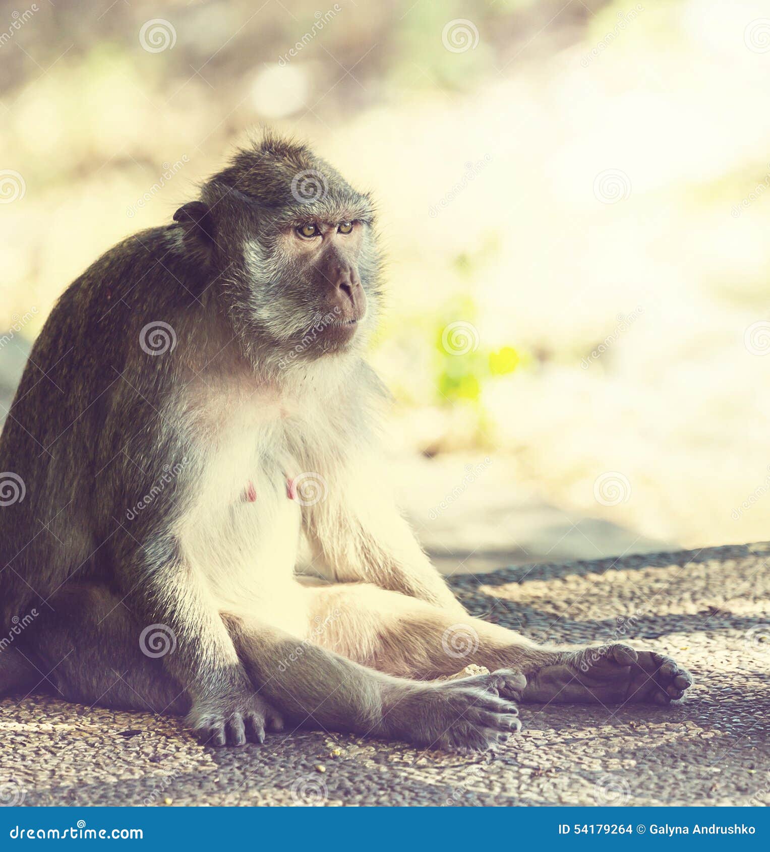 Monkey stock photo. Image of thailand, monkey, reserve - 54179264