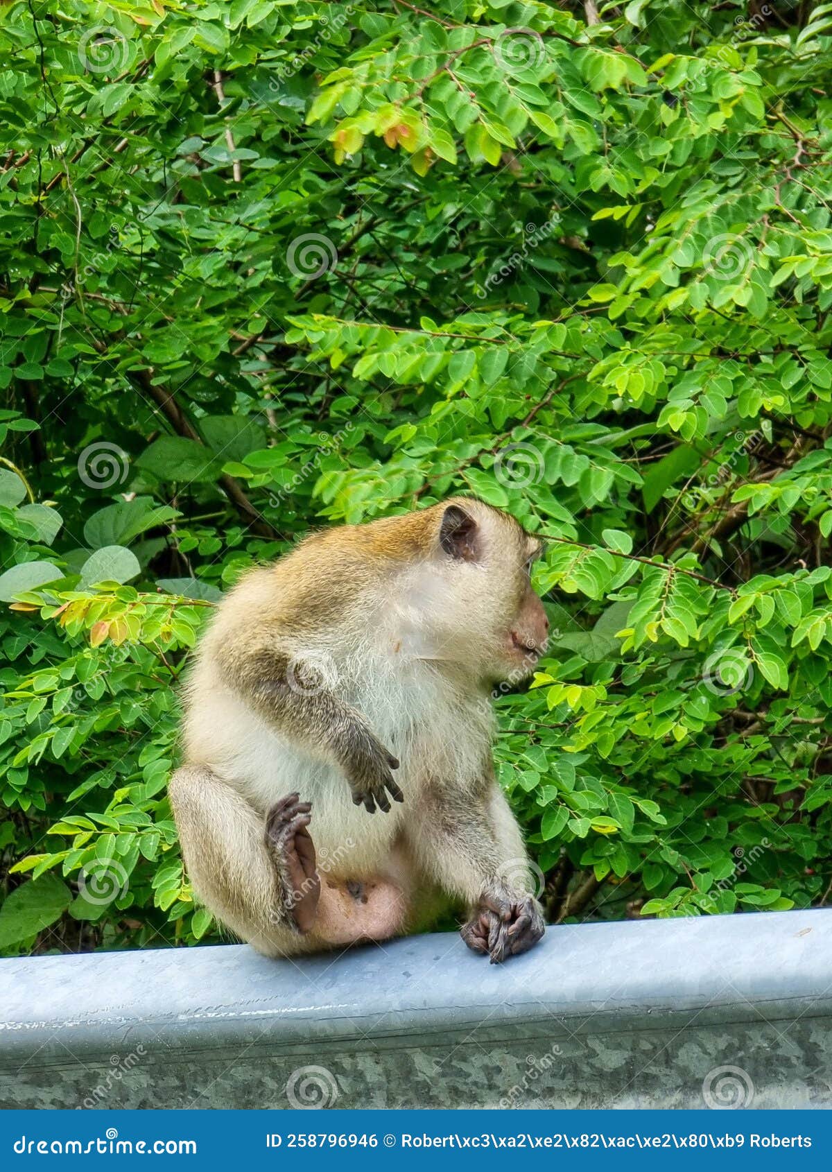 Monkey Chill, Thailand, Asia Stock Photo - Image of mammal, macaque ...