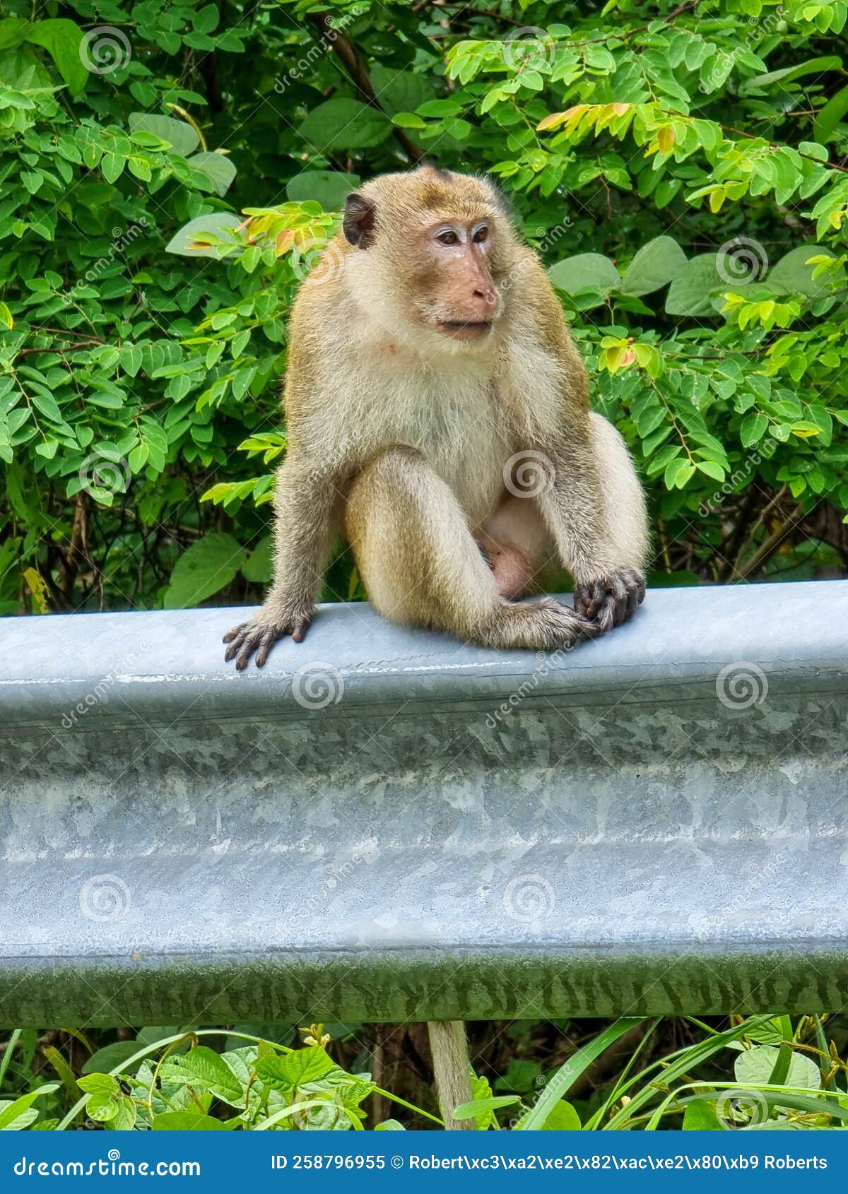 Monkey Chill, Thailand, Asia Stock Image - Image of asia, thailand ...