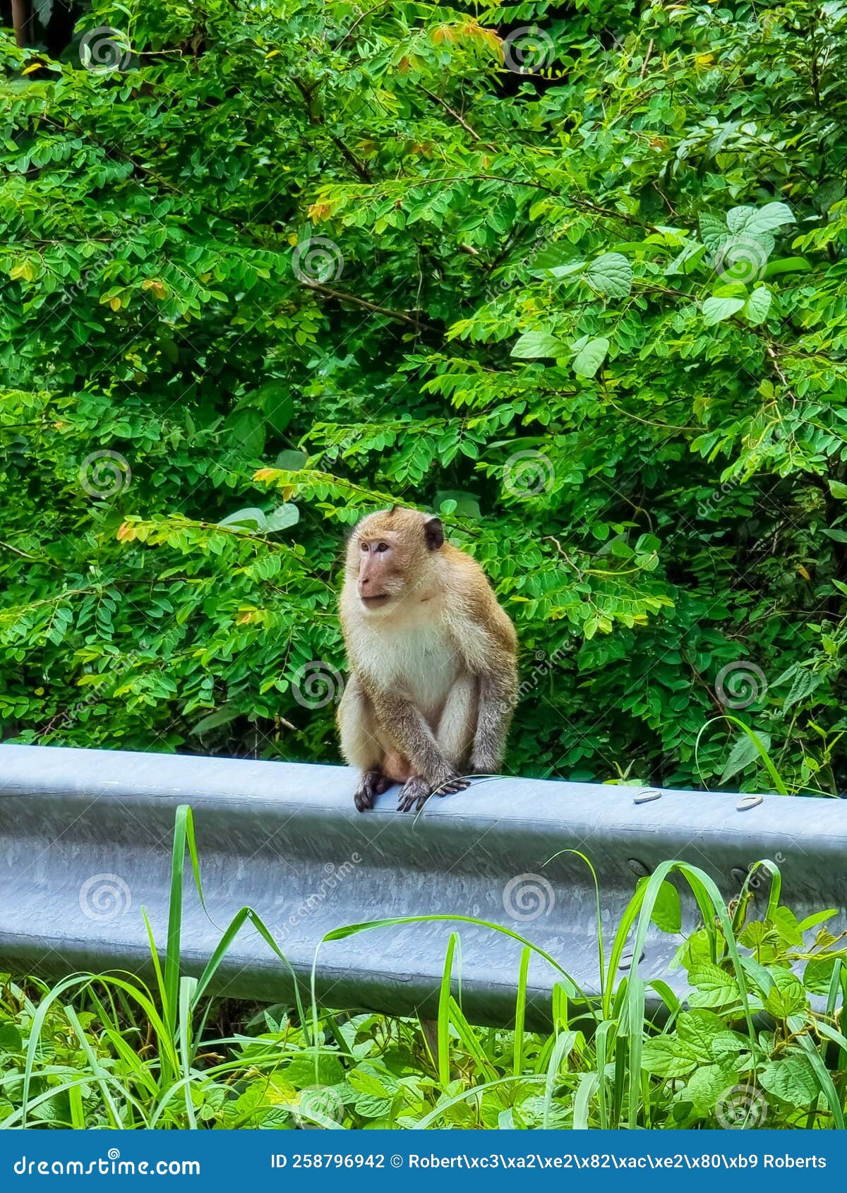 Monkey Chill, Thailand, Asia Stock Photo - Image of macaque, woodland ...