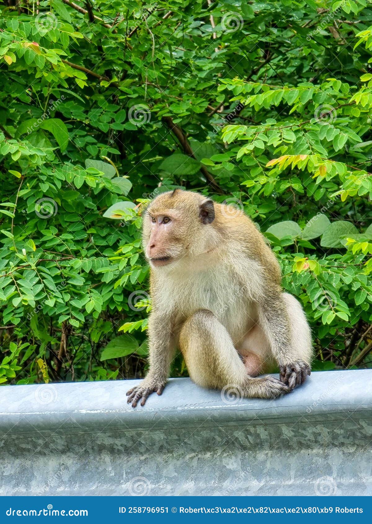 Monkey Chill, Thailand, Asia Stock Image - Image of squirrel, monkey ...