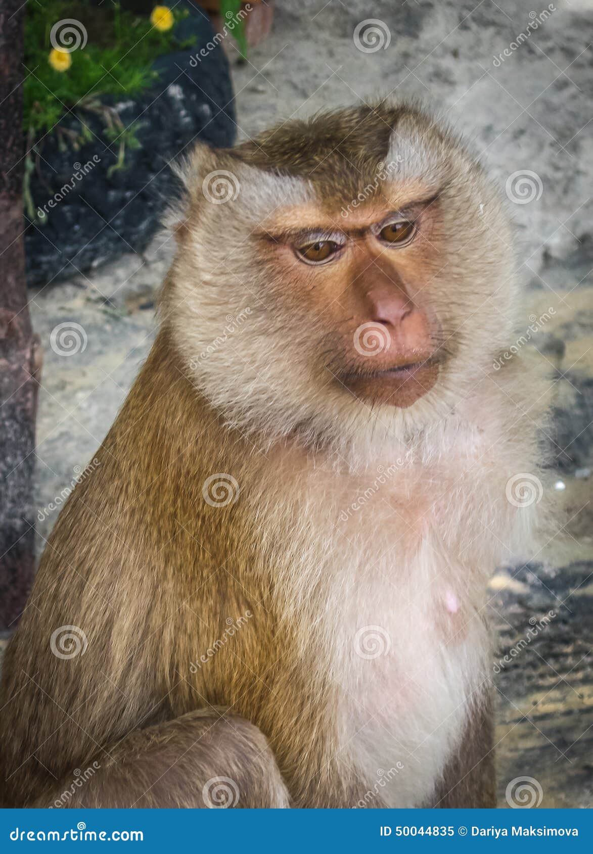 Monkey On The Thailand Beach Royalty-Free Stock Photography ...