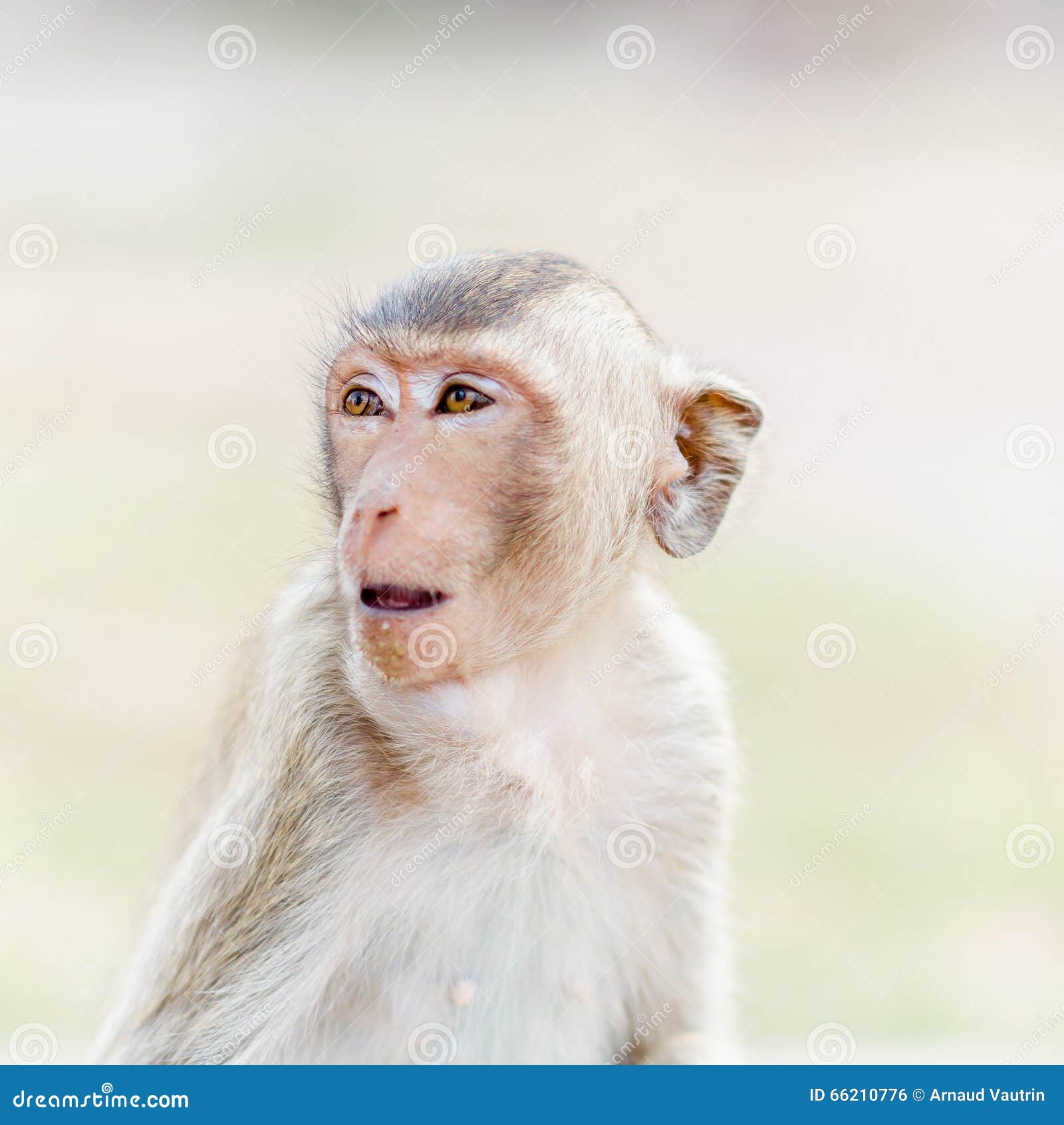 Monkey in thailand stock photo. Image of asia, yellow - 66210776