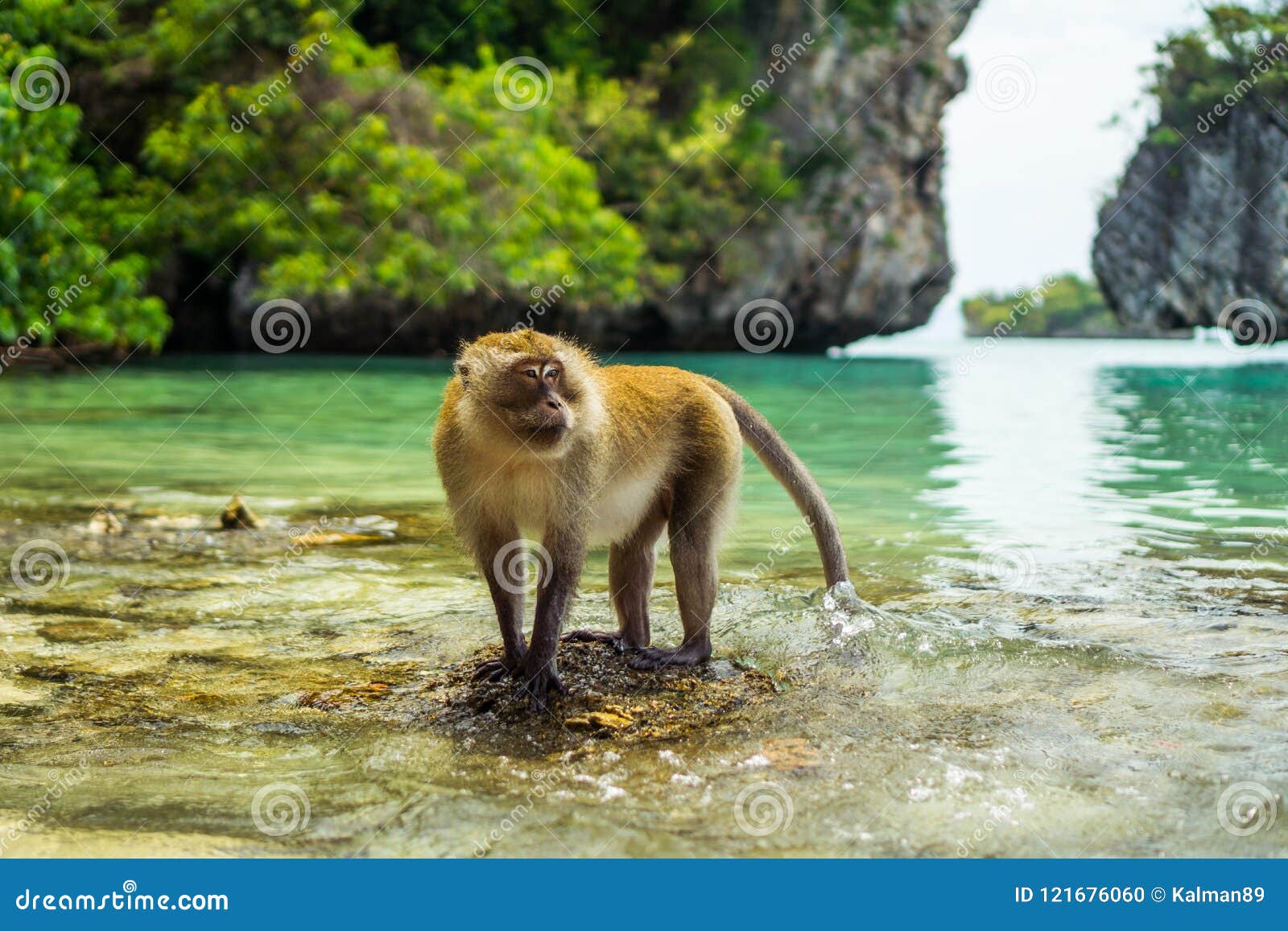 Monkey in Thailand. Phi Phi Region Stock Photo - Image of region, face ...