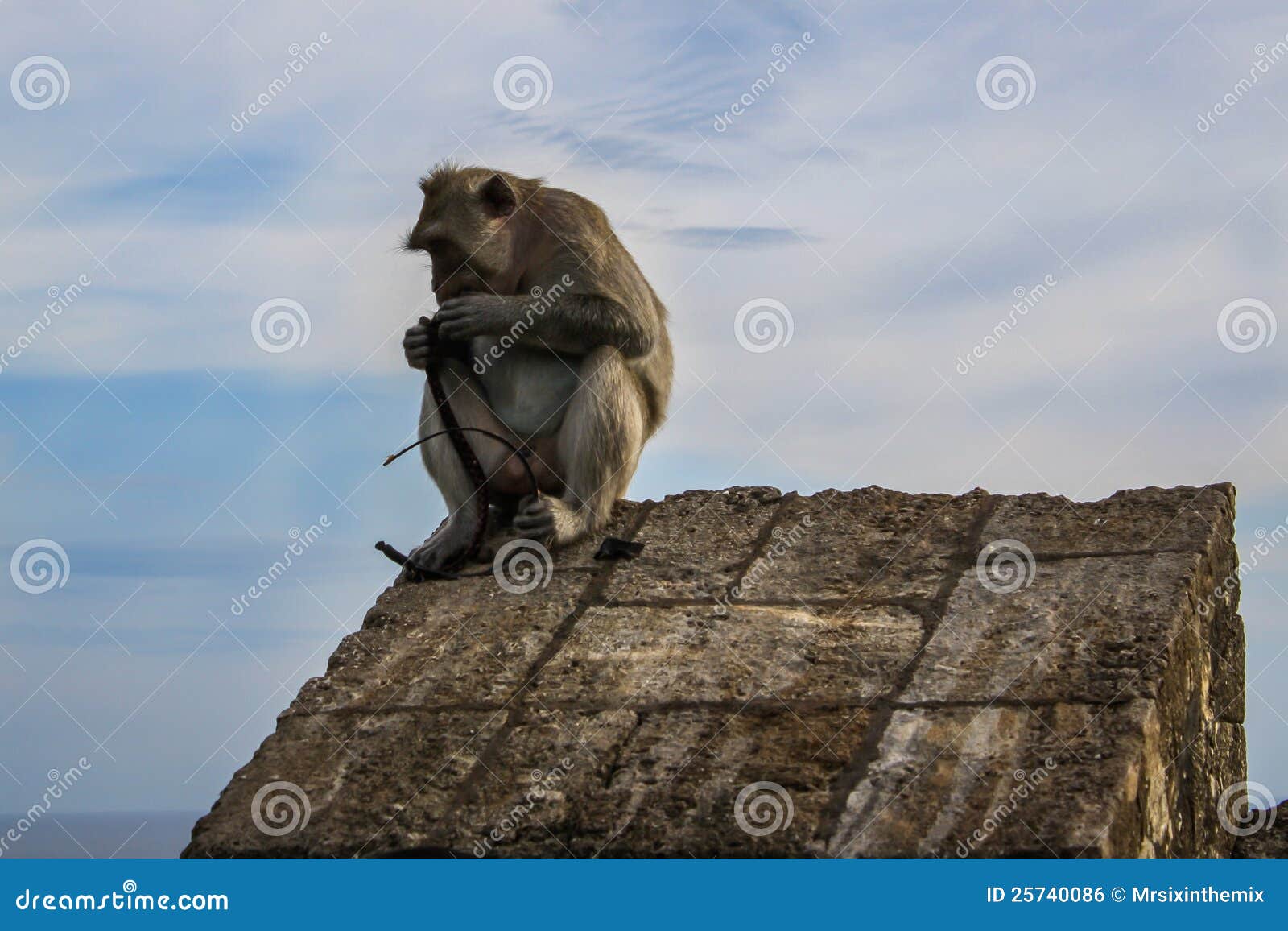 Monkey Thief in Uluwatu Temple in Bali, Indonesia Stock Photo - Image ...