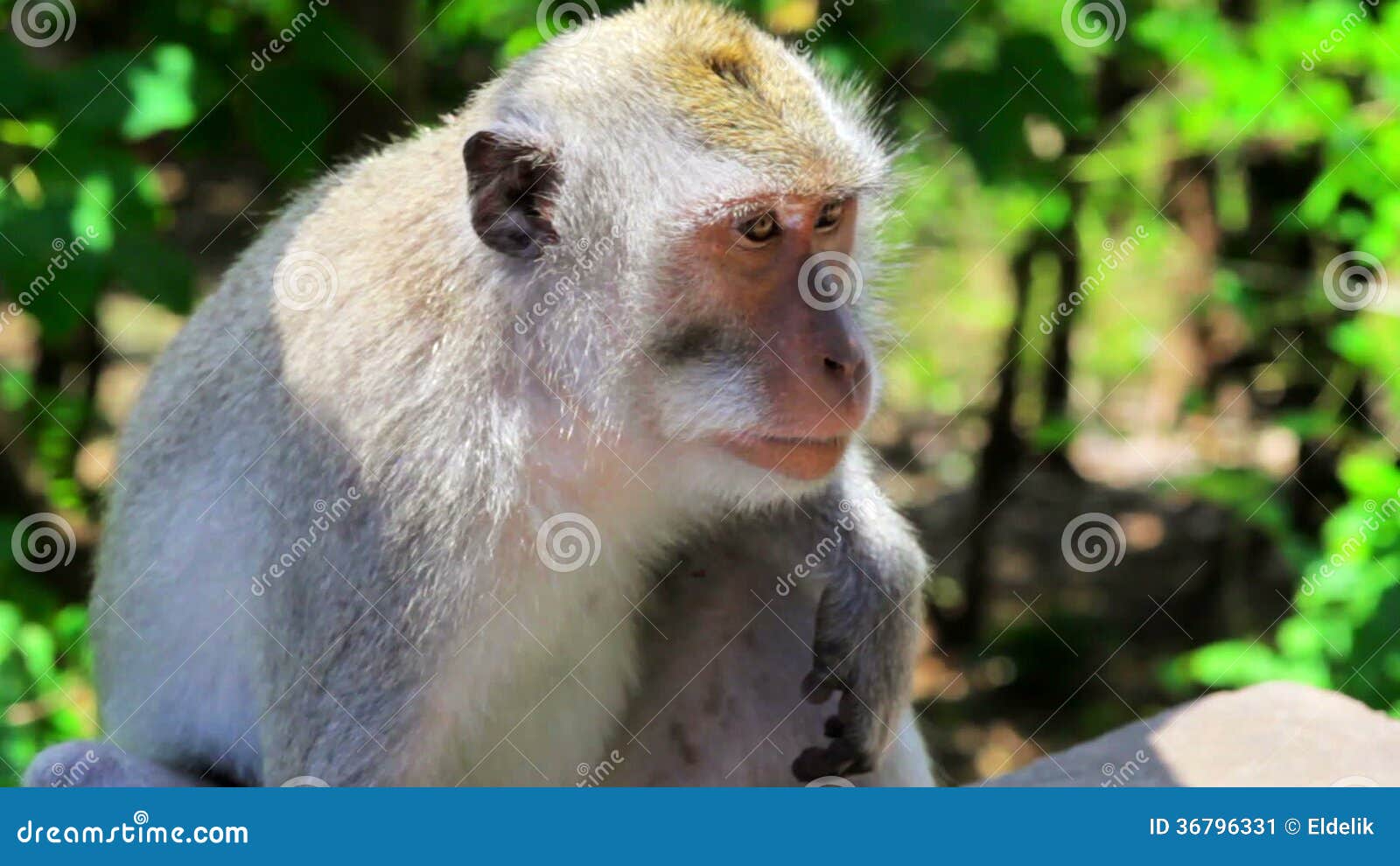 Monkey thinking stock video footage. Video of natural - 36796331