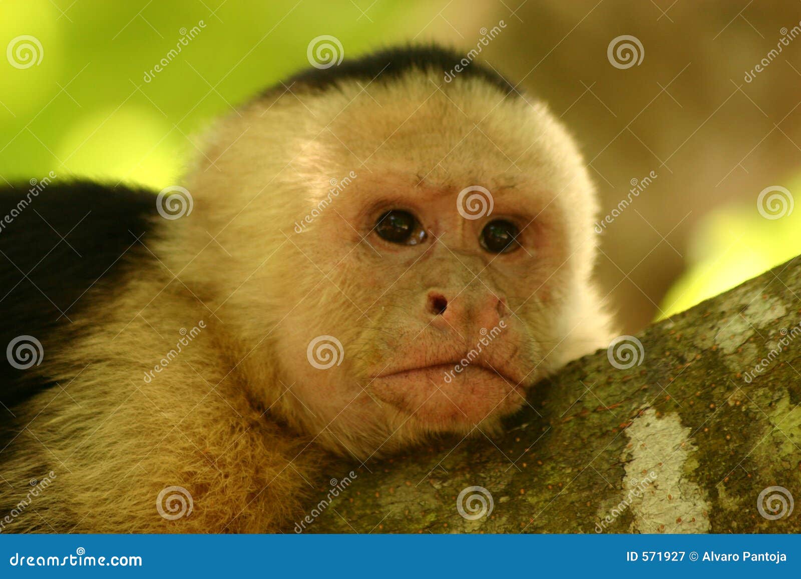 Monkey thinking stock image. Image of animal, costa, tropical - 571927