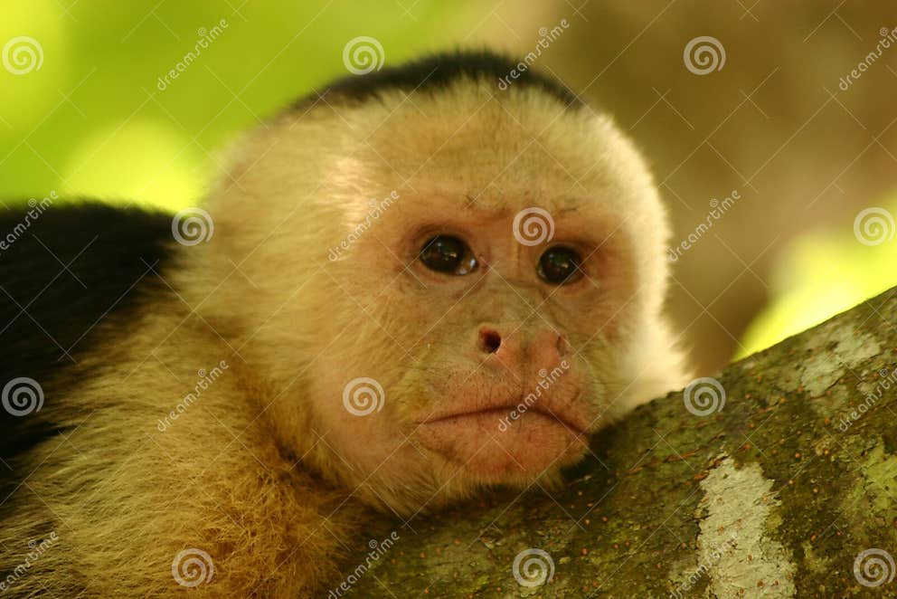 Monkey thinking stock image. Image of animal, costa, tropical - 571927