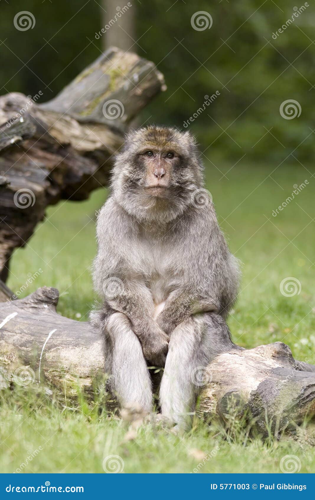 Monkey thinking stock image. Image of monkey, think, cute - 5771003