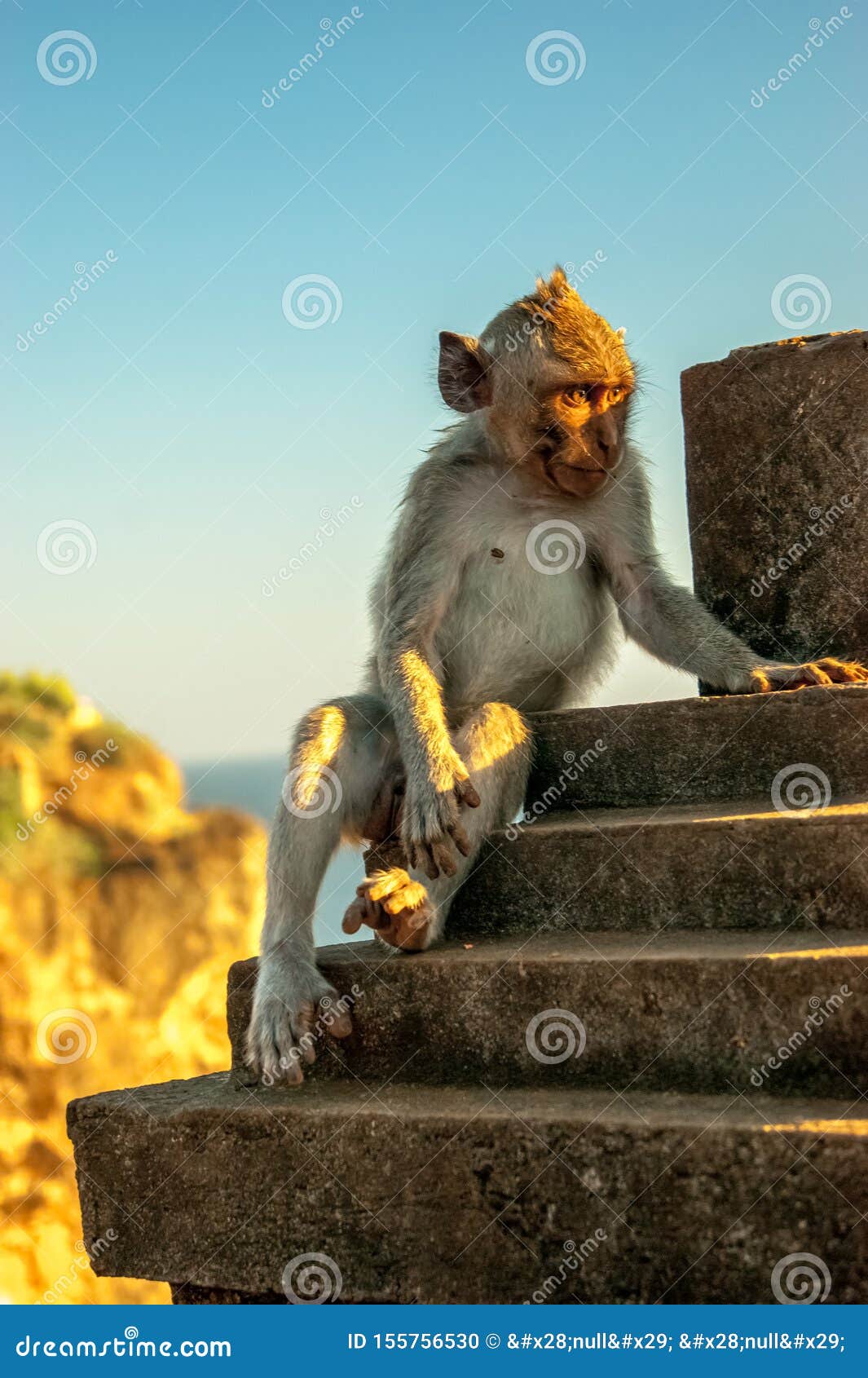 Monkey Watching Sunset at Uluwatu Cliff in Bali Indonesia Stock Photo ...