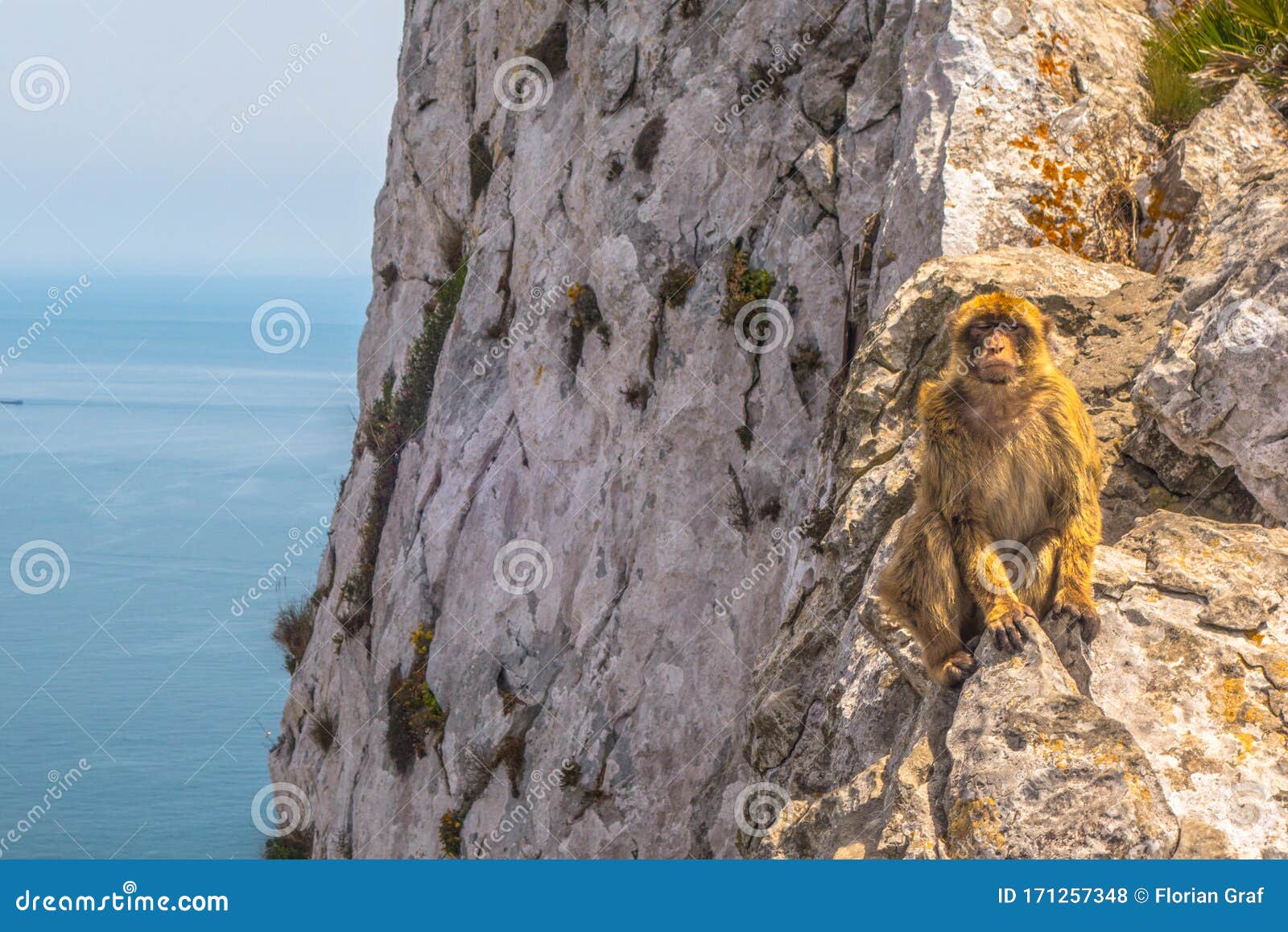 Monkey Throning on Cliff in Gibraltar Stock Photo - Image of landscape ...