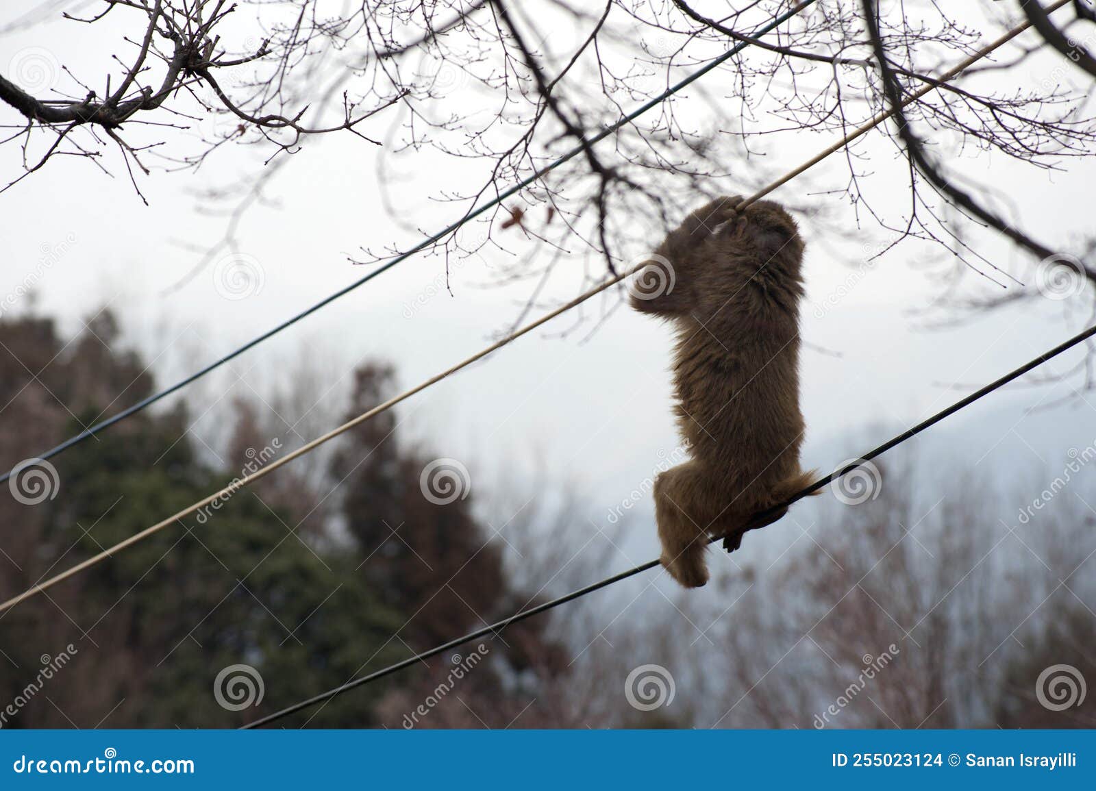 Monkey tight rope stock photo. Image of midair, overhead - 255023124