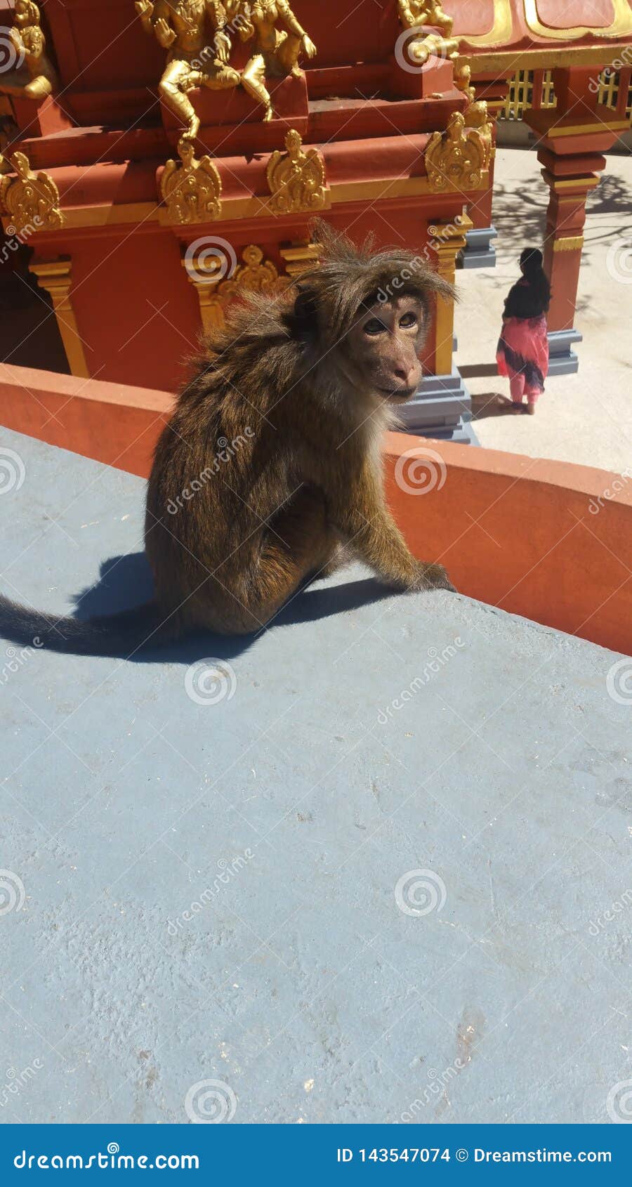 Monkey time stock photo. Image of temple, furry, cute - 143547074